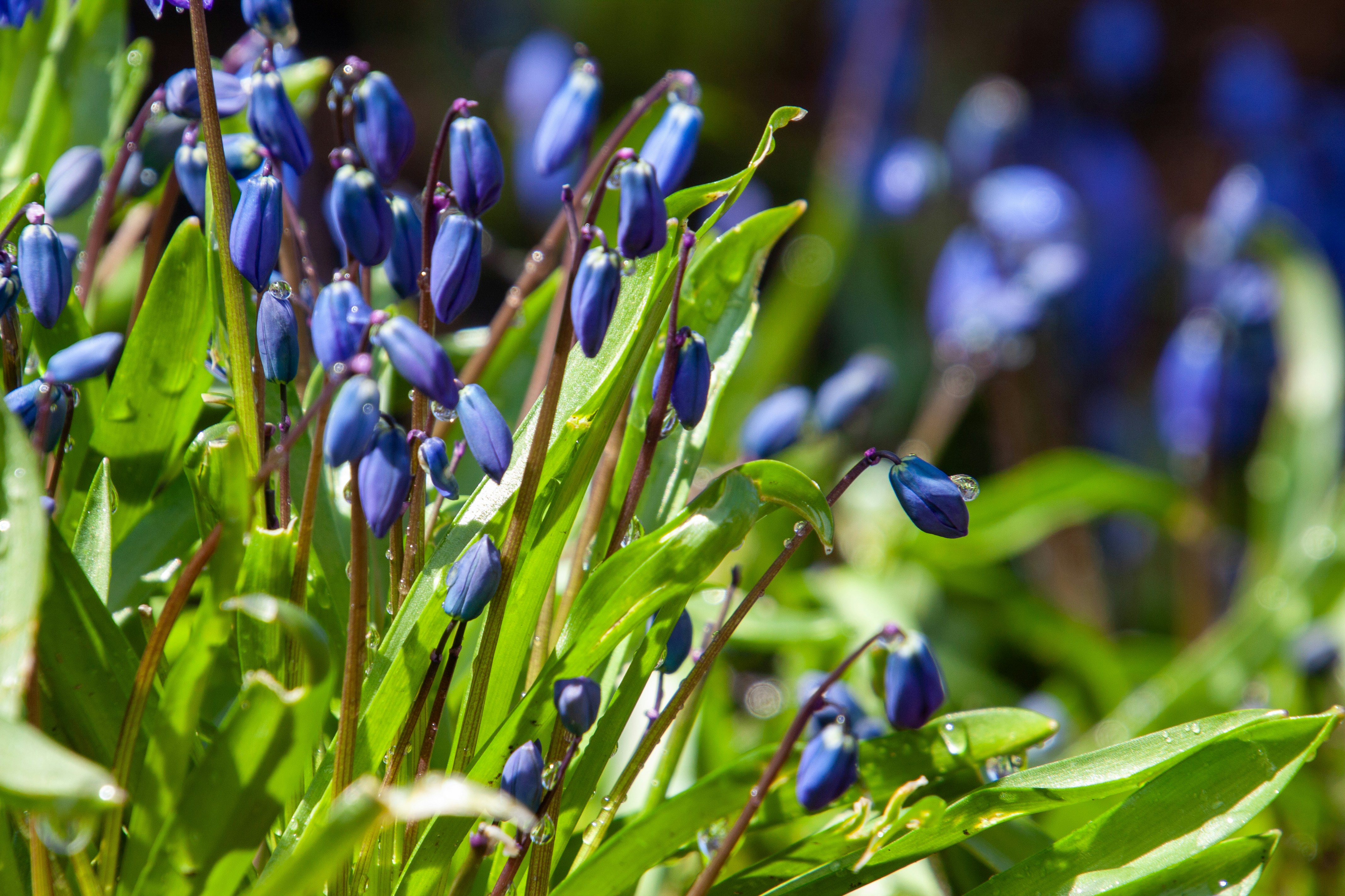 Bluebell Bloom in Morning Light