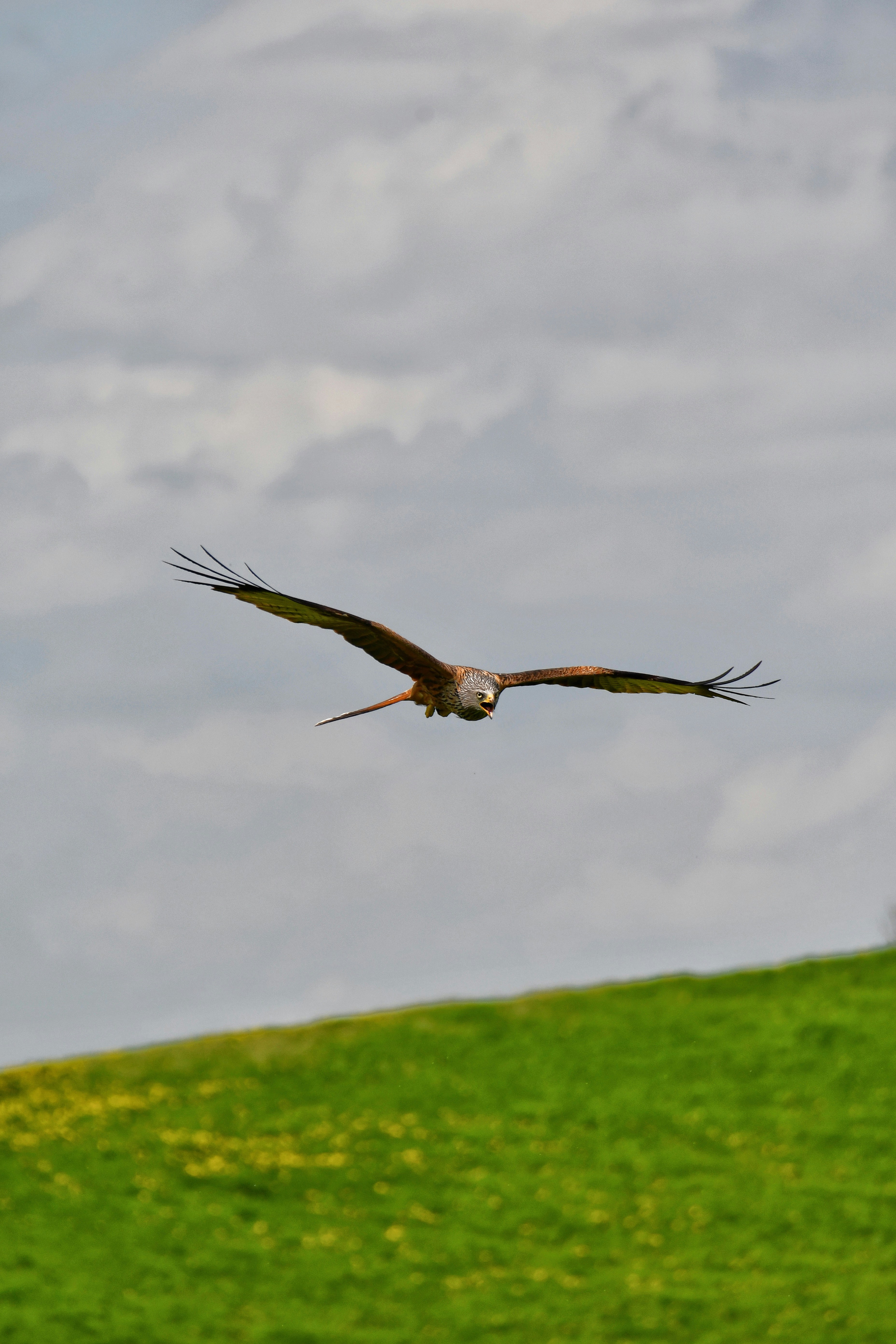 Raptor over the hillside: a lone hawk wings across a green slope