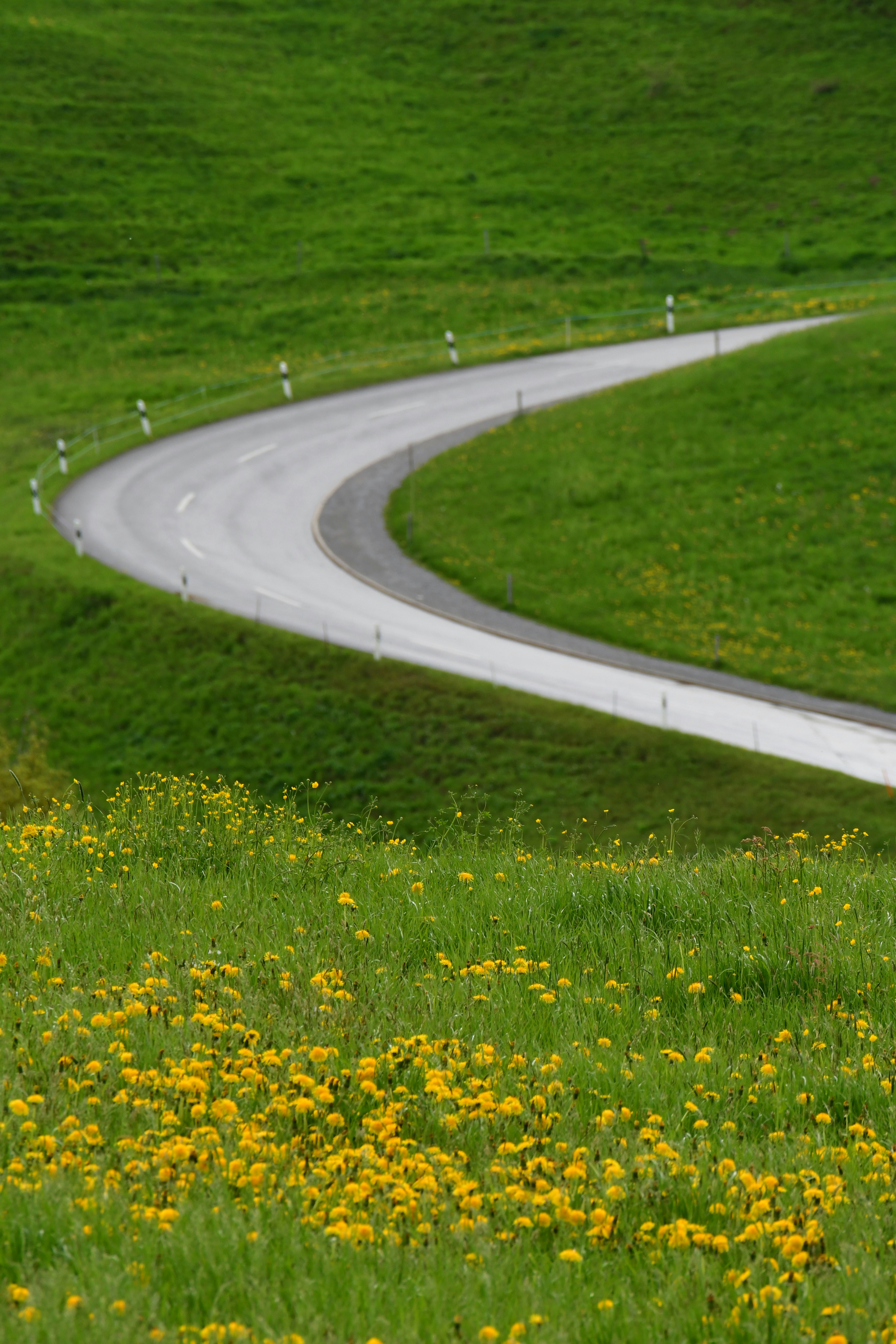 Curved Road Through a Meadow of Yellow Blooms