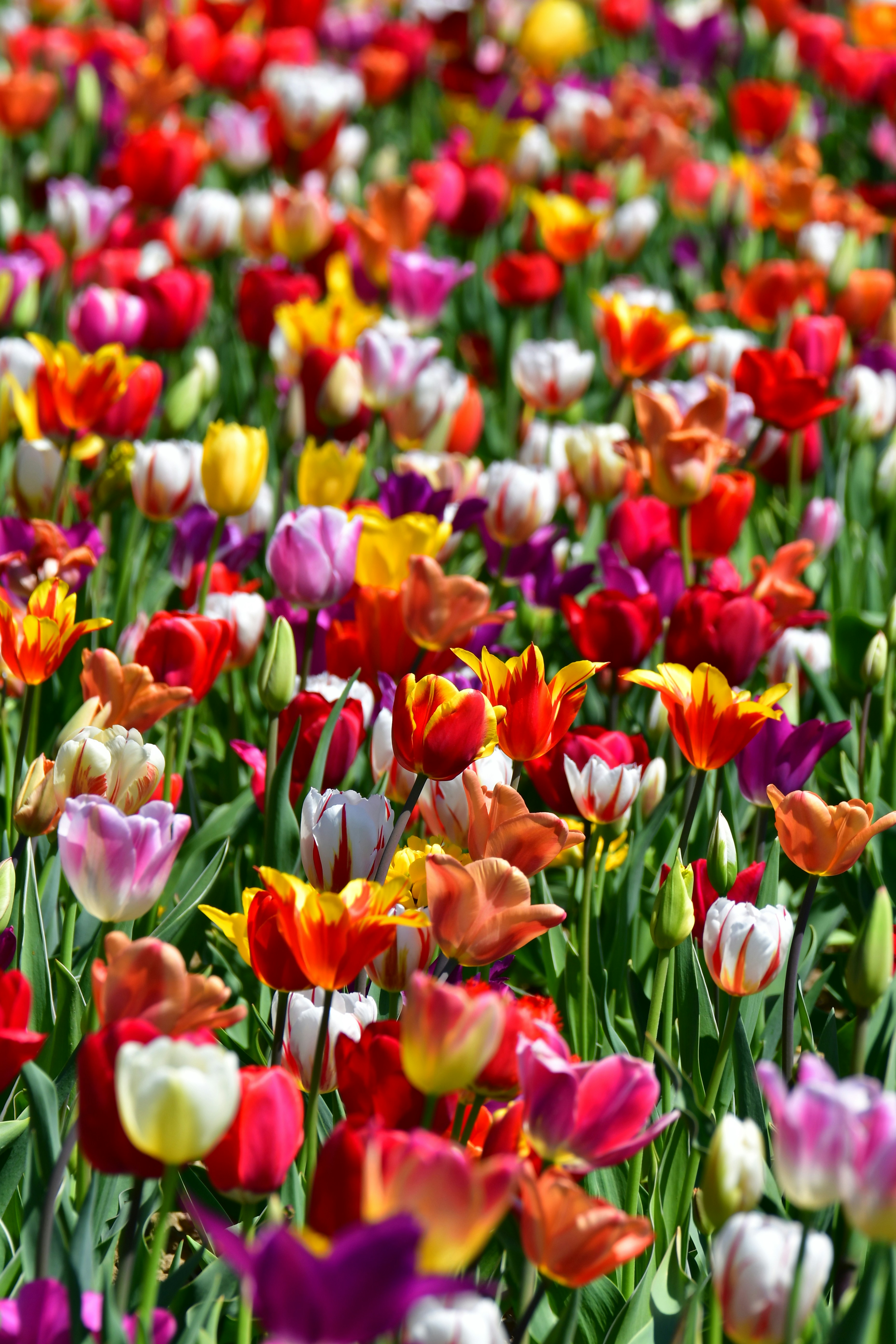 Tulip Mosaic: a vibrant sea of color in a sunlit bloom field