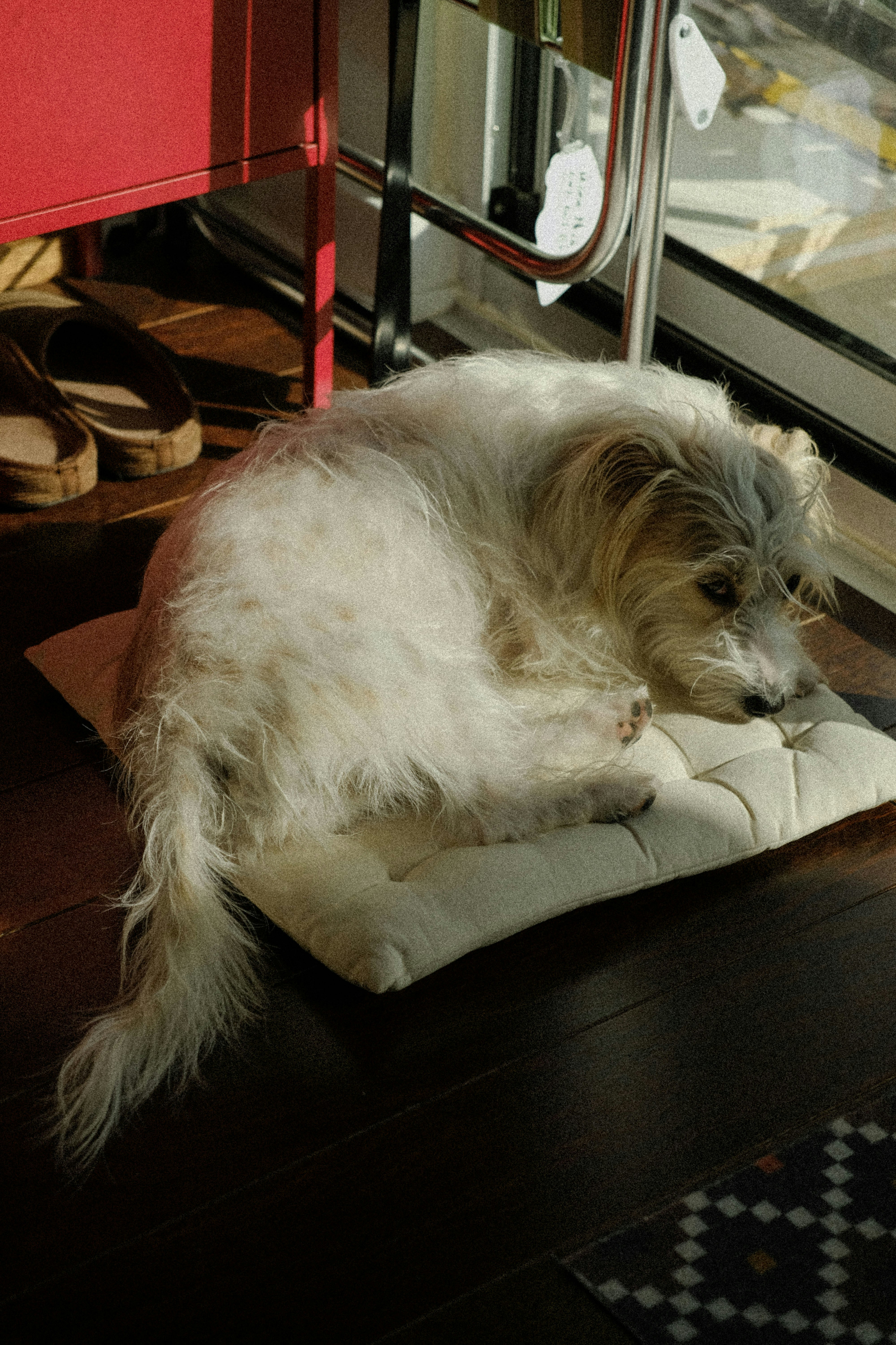 Cozy Corner: A Small Dog Resting on a Cushioned Pillow