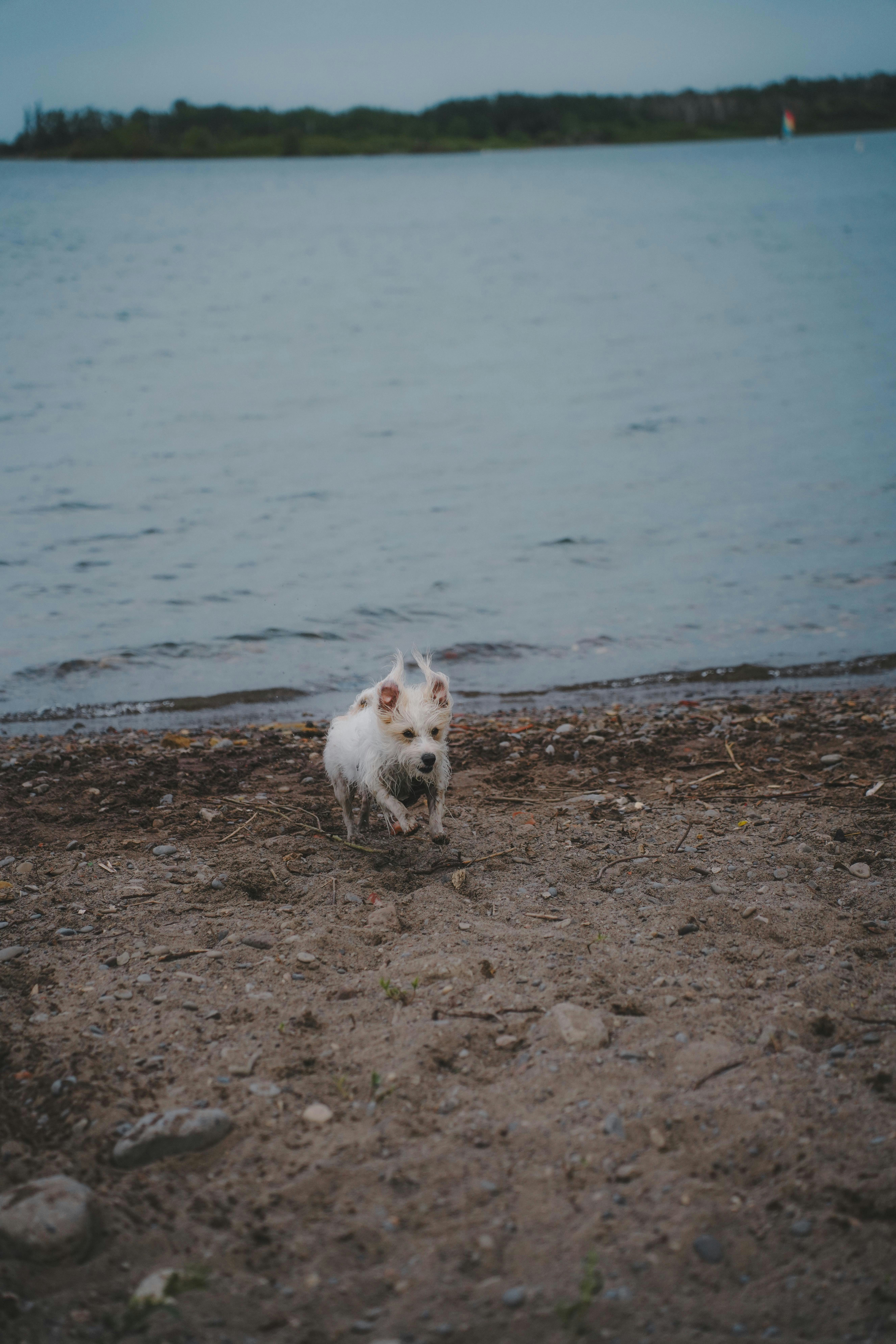 Little Beach Wanderer: A Scrappy White Terrier at Dusk on Pebble Shore