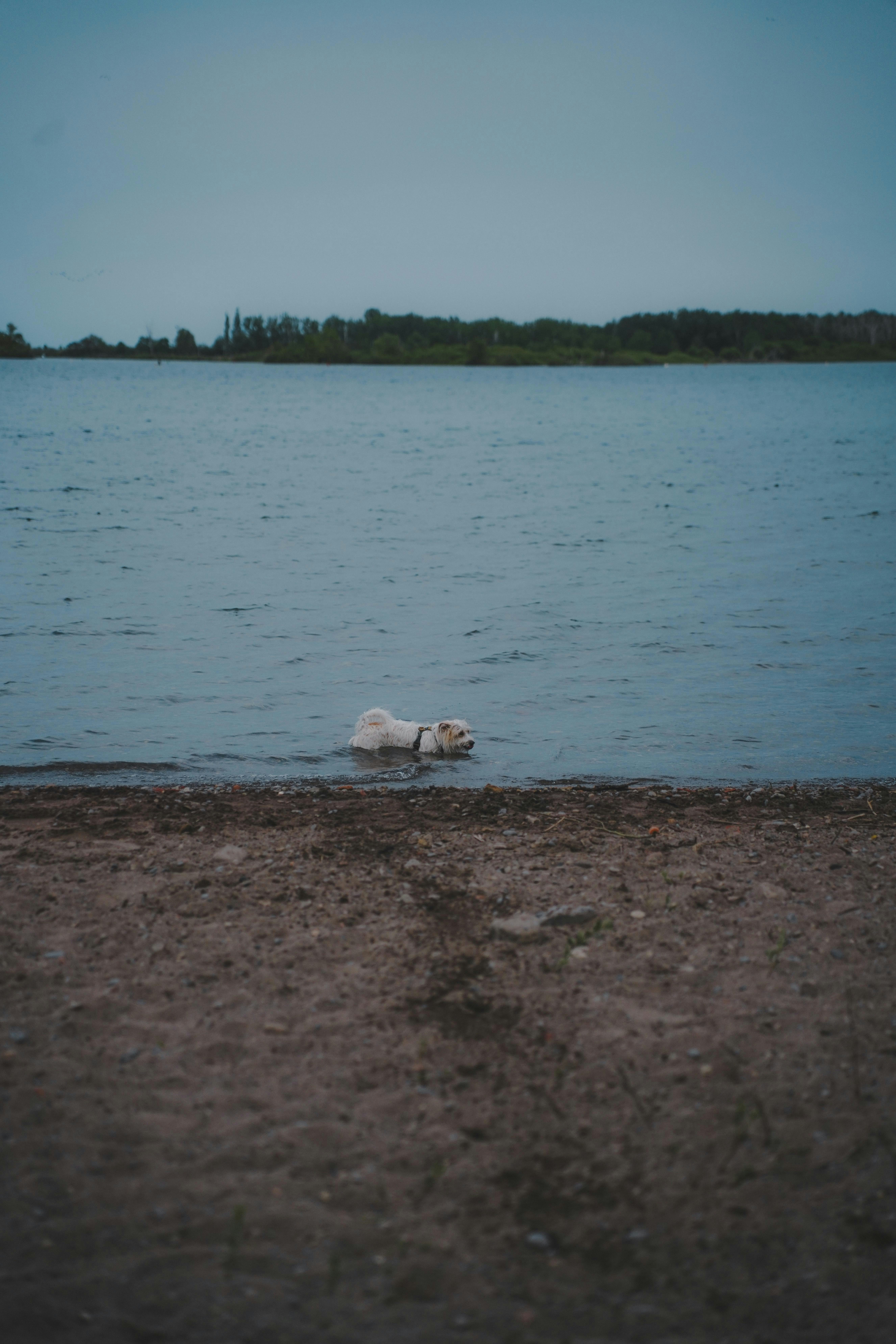 Small White Dog at the Edge of a Quiet Lake