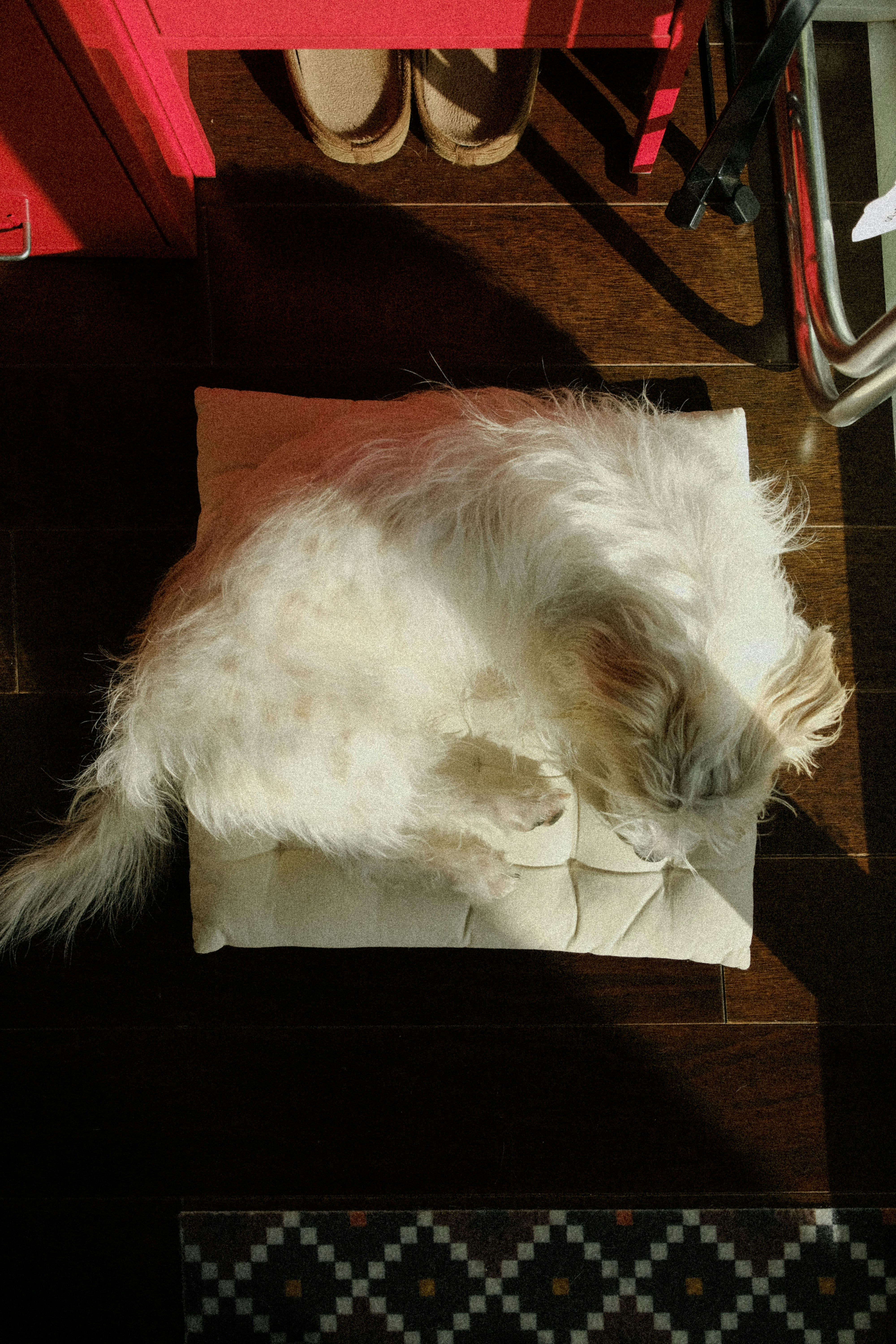 Soft White Rest: A Pet Lounges on a Cushioned Pad Amid Home Fixtures