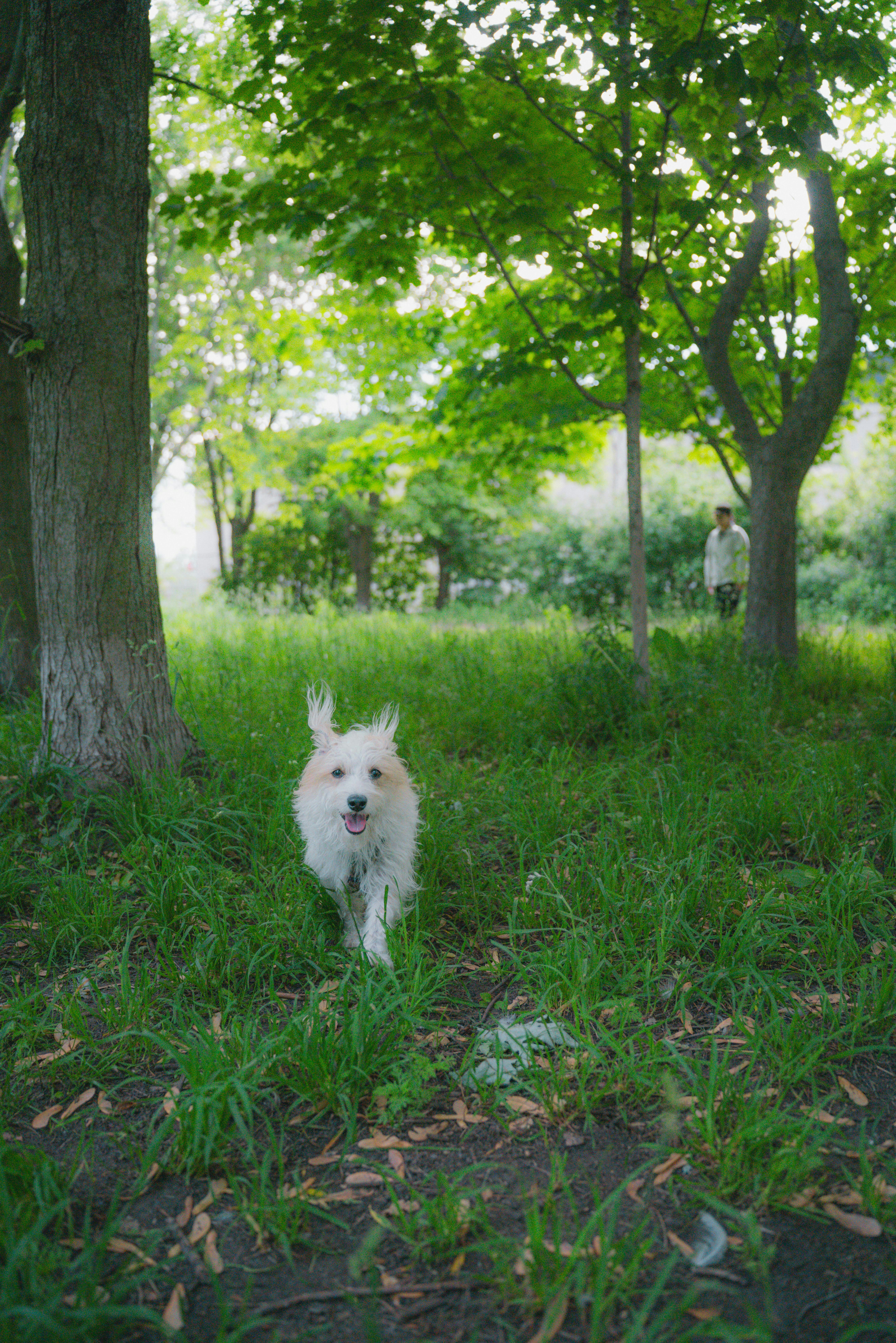 Playful Chihuahua in a Sunlit Park Corridor