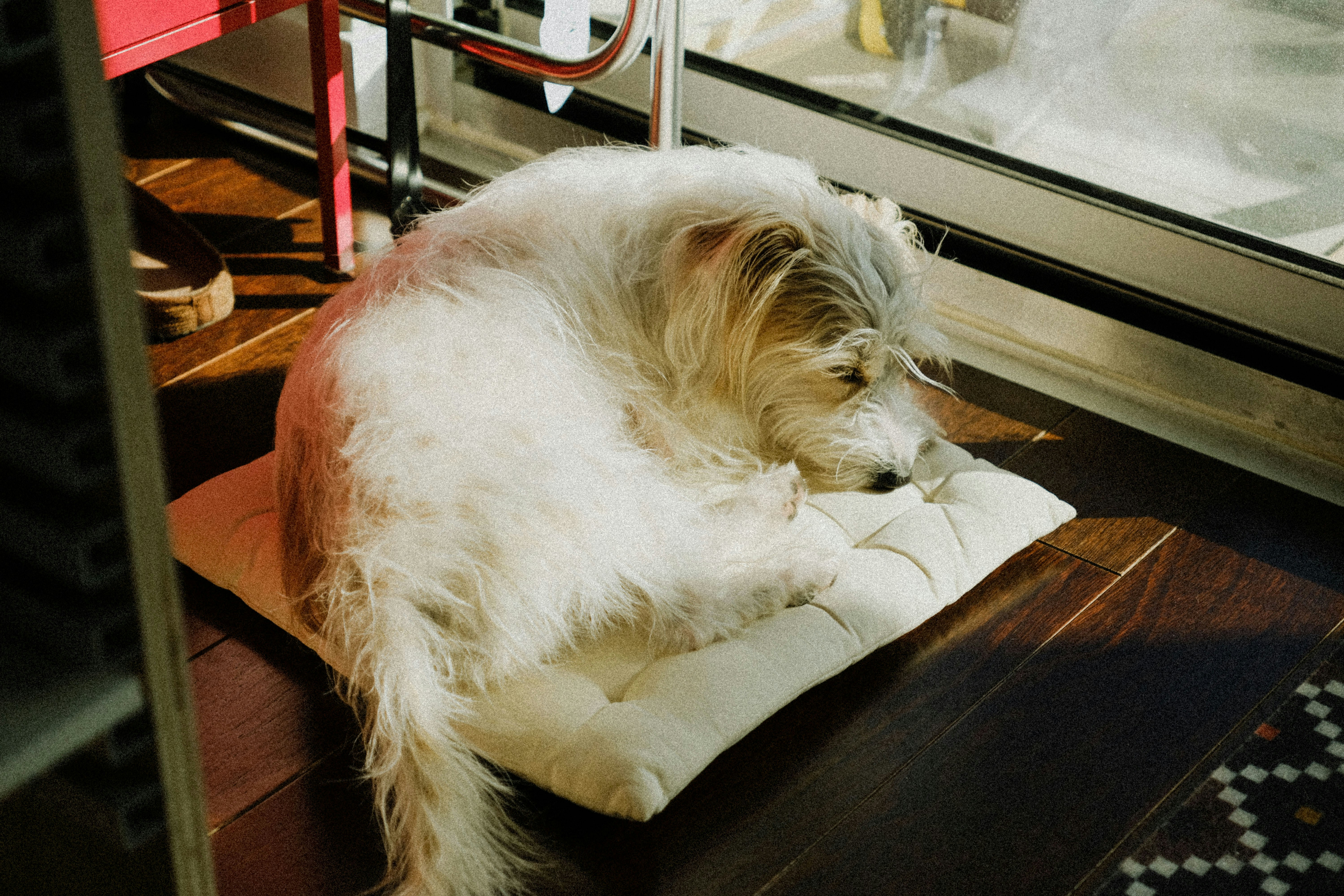 Quiet Laps on a Sunlit Shop Floor
