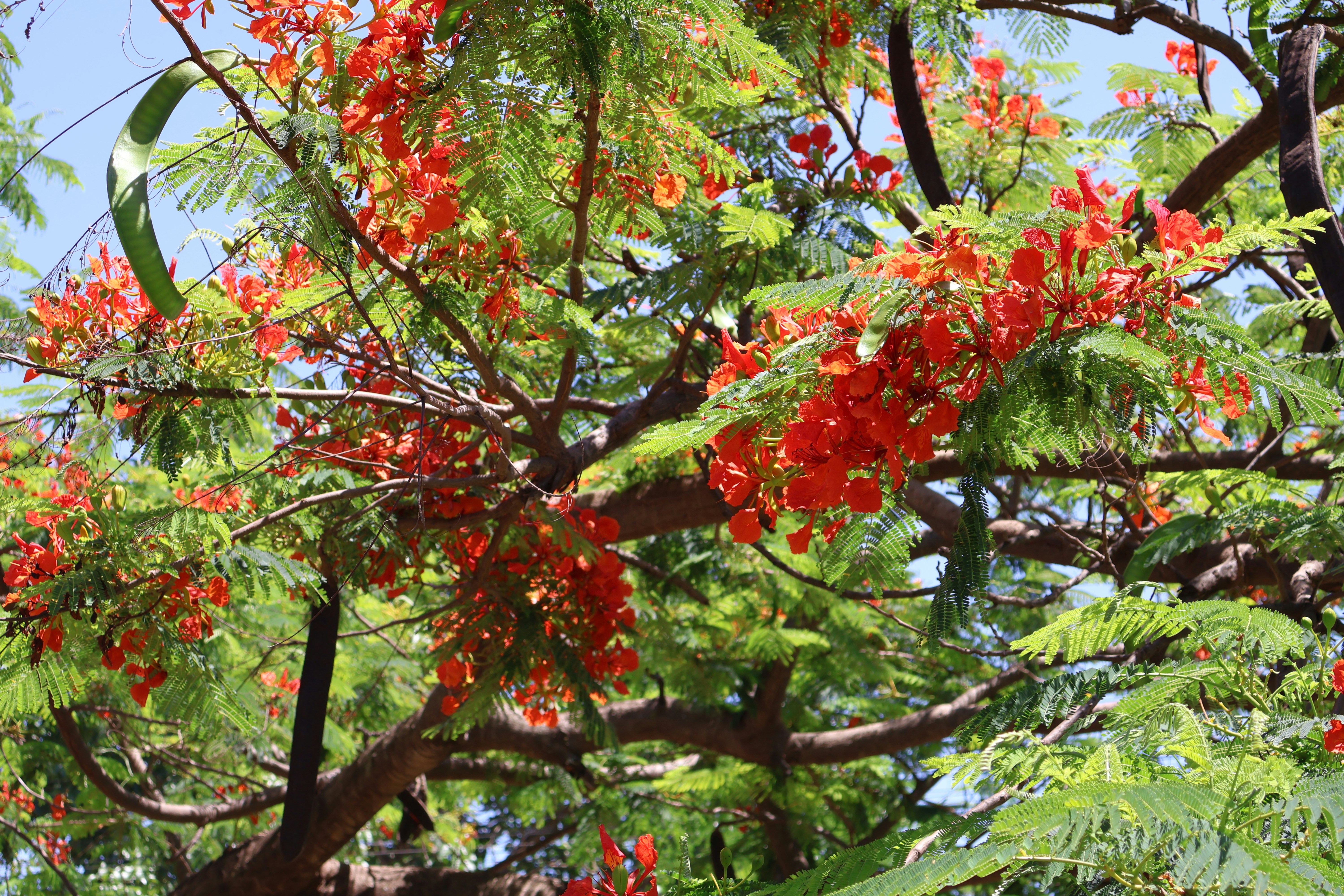 Sunlit coral blossoms among fern-green leaves