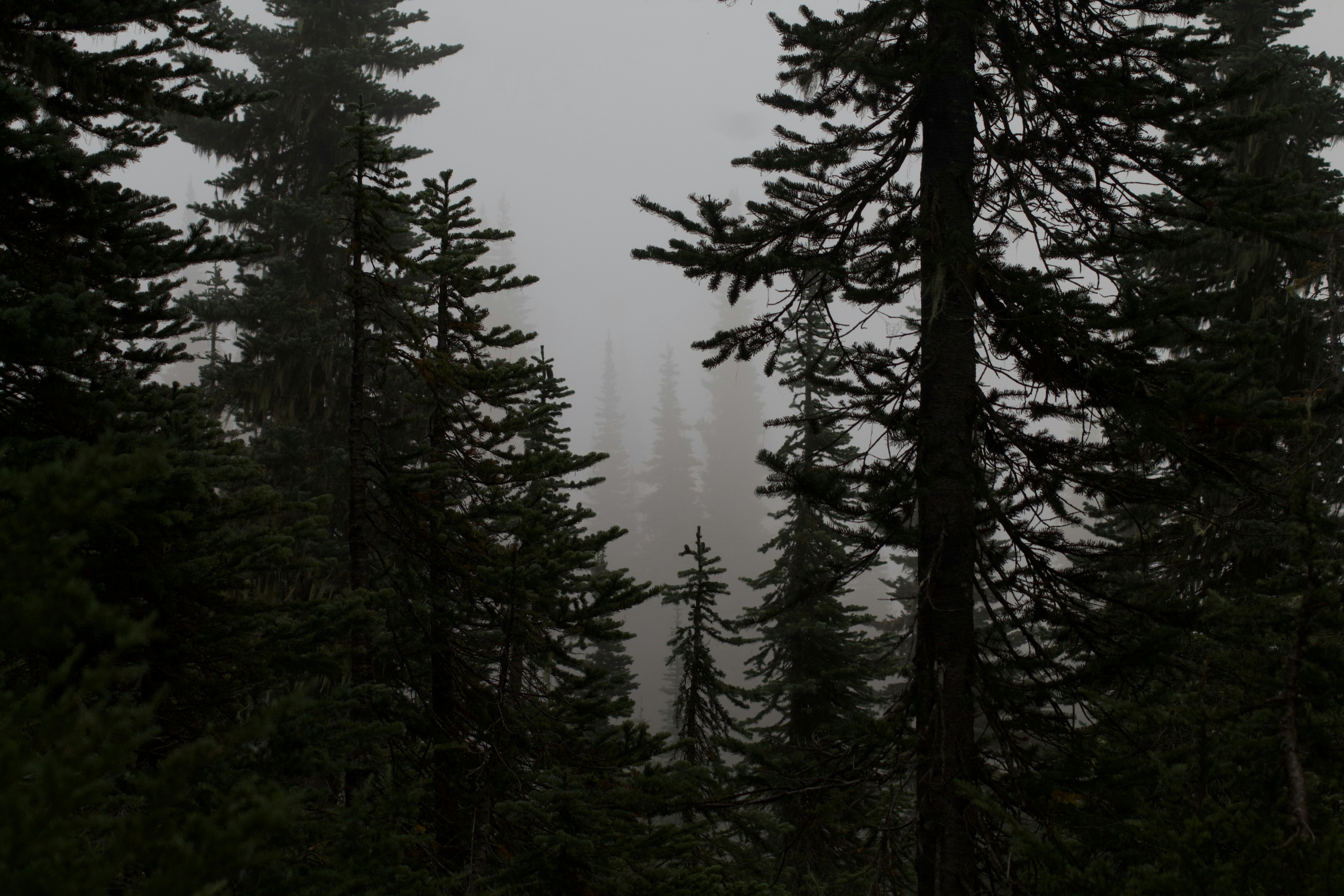 Misty Pines: A Silhouetted Forest in Quiet Haze
