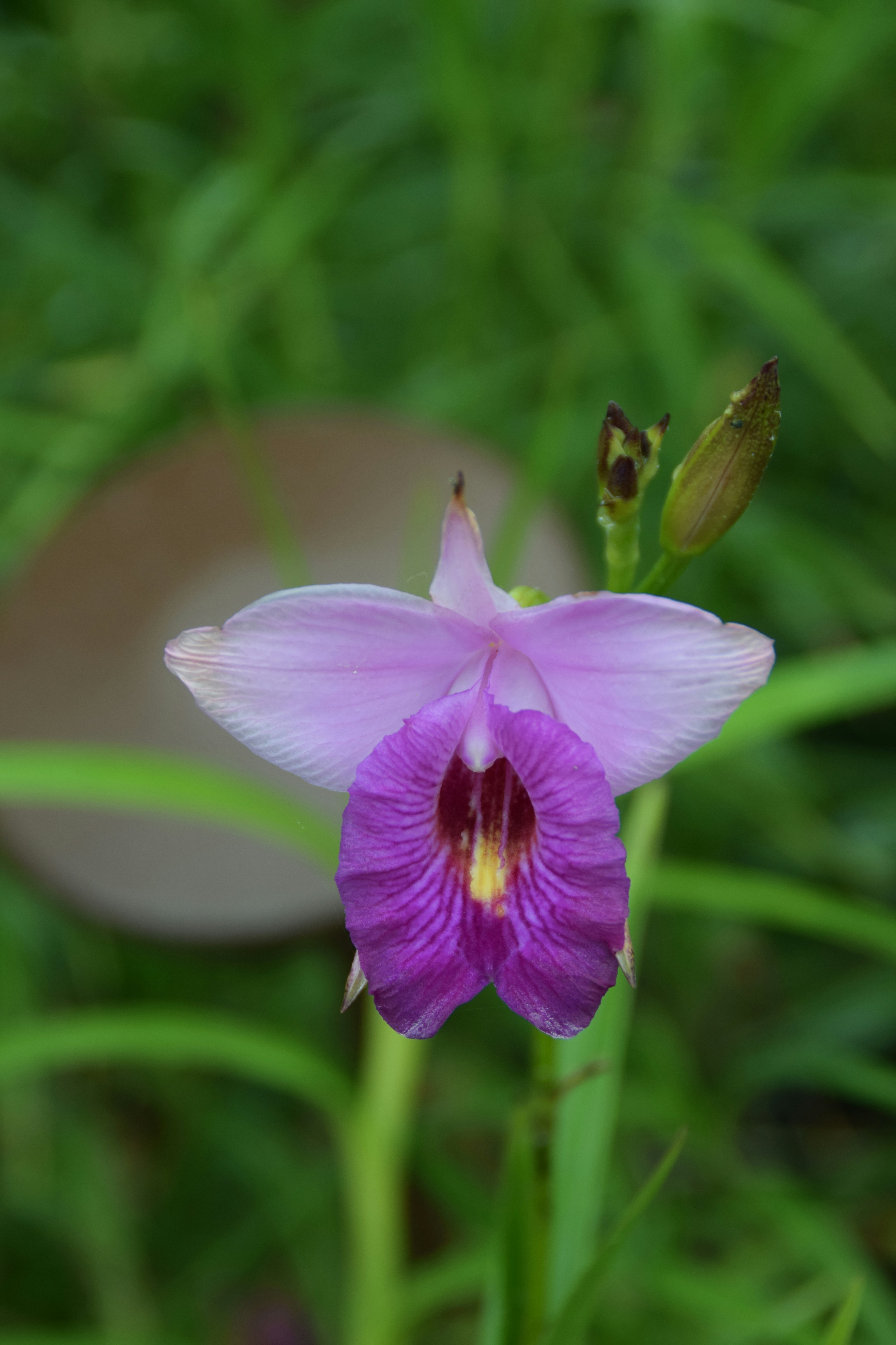 Pink Labellum Bloom Centered Amid Green Blur
