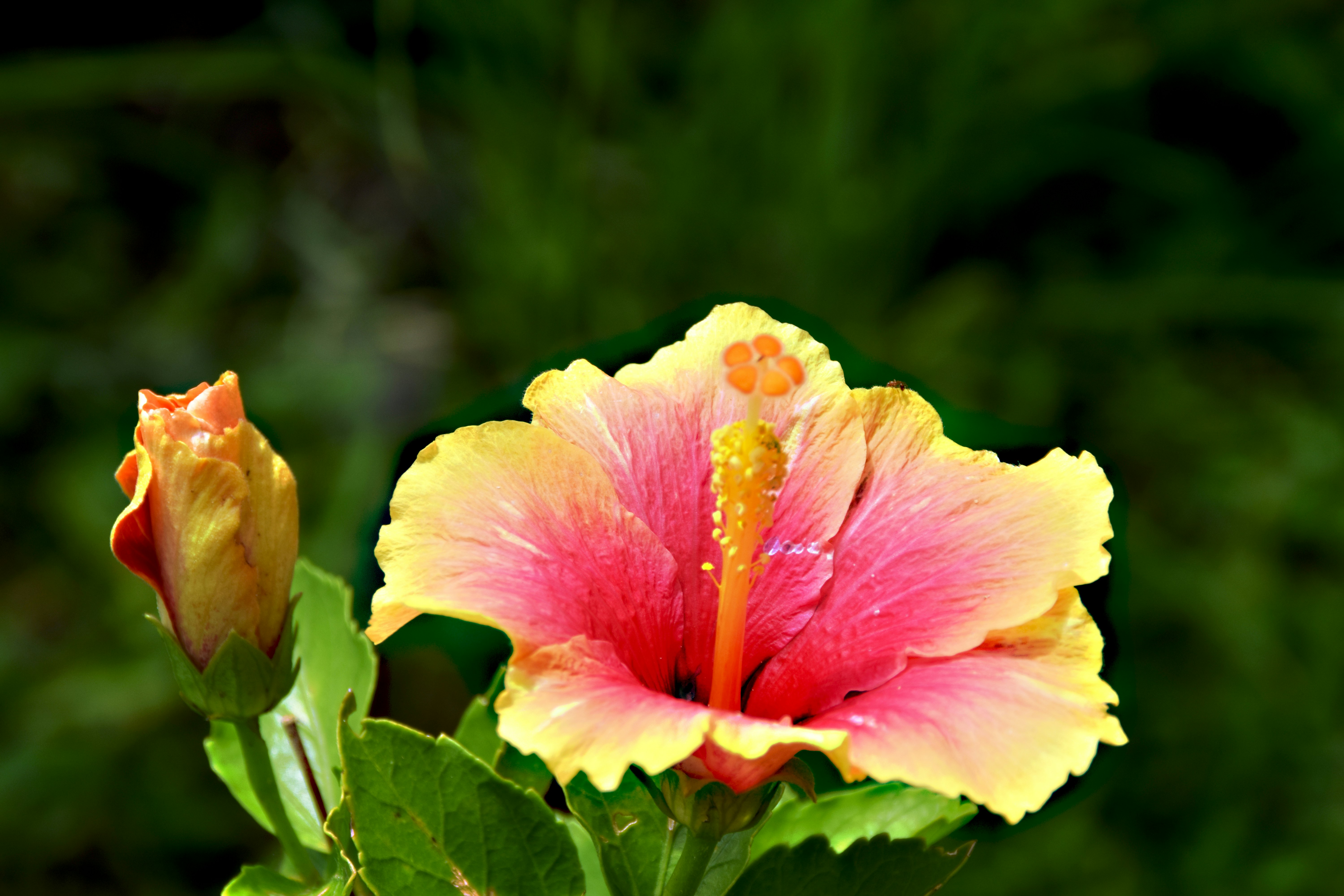 Sunlit Hibiscus Bloom: A Coral-Edge Petal Portrait