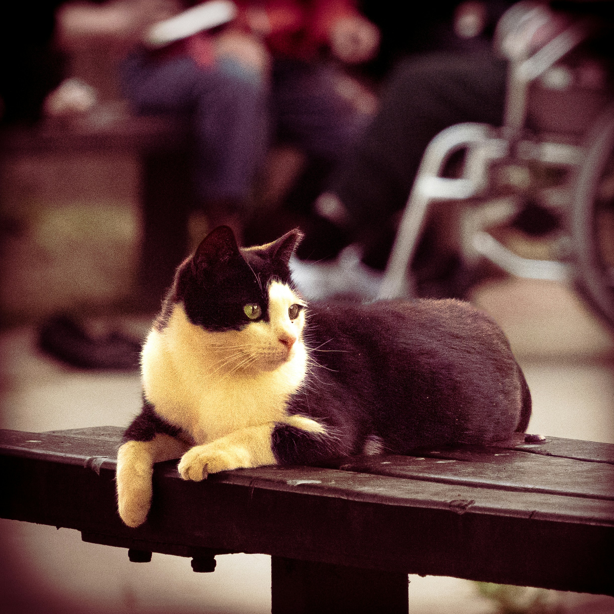 Curious Cat on a Park Bench at Dusk