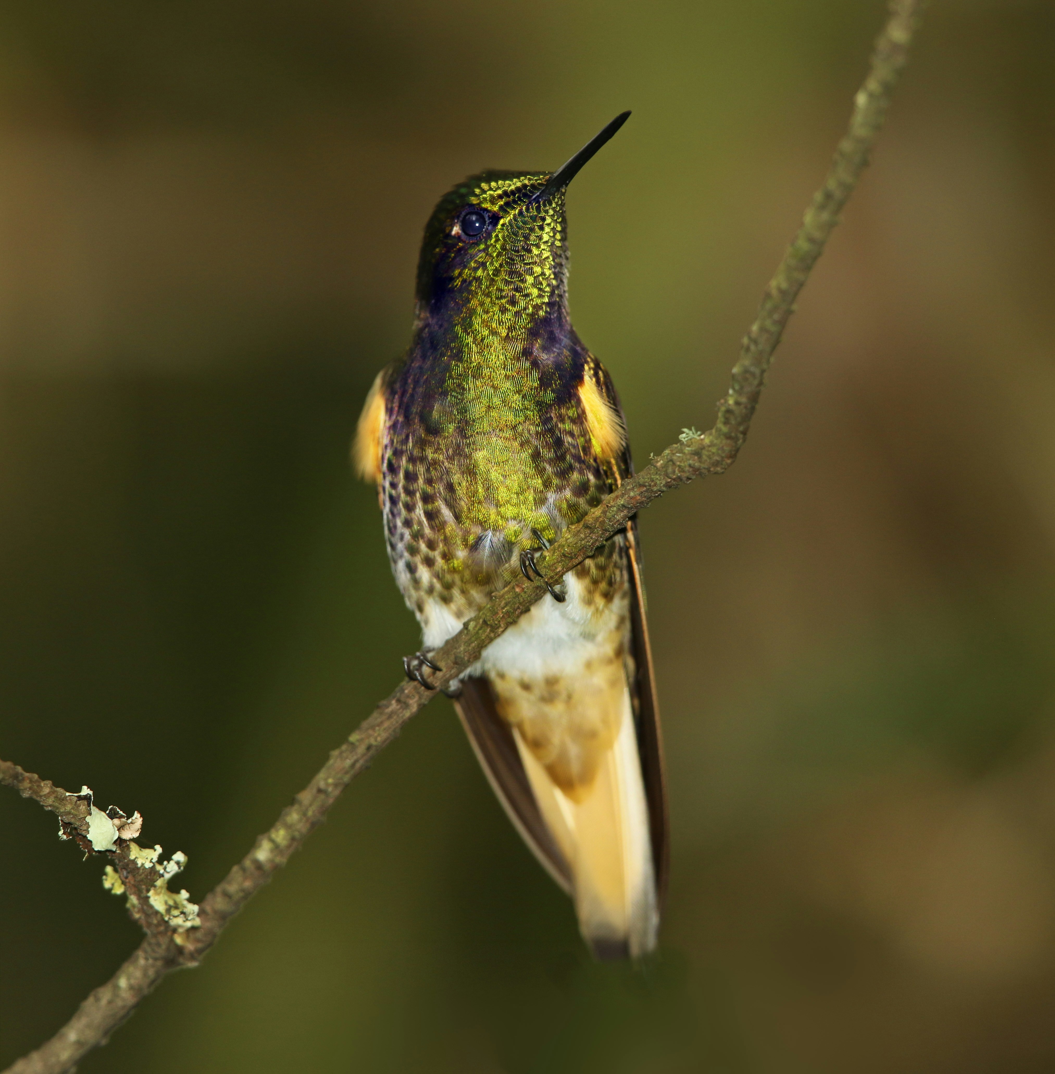 Green-backed Hummingbird Perched on a Lichen-clad Branch