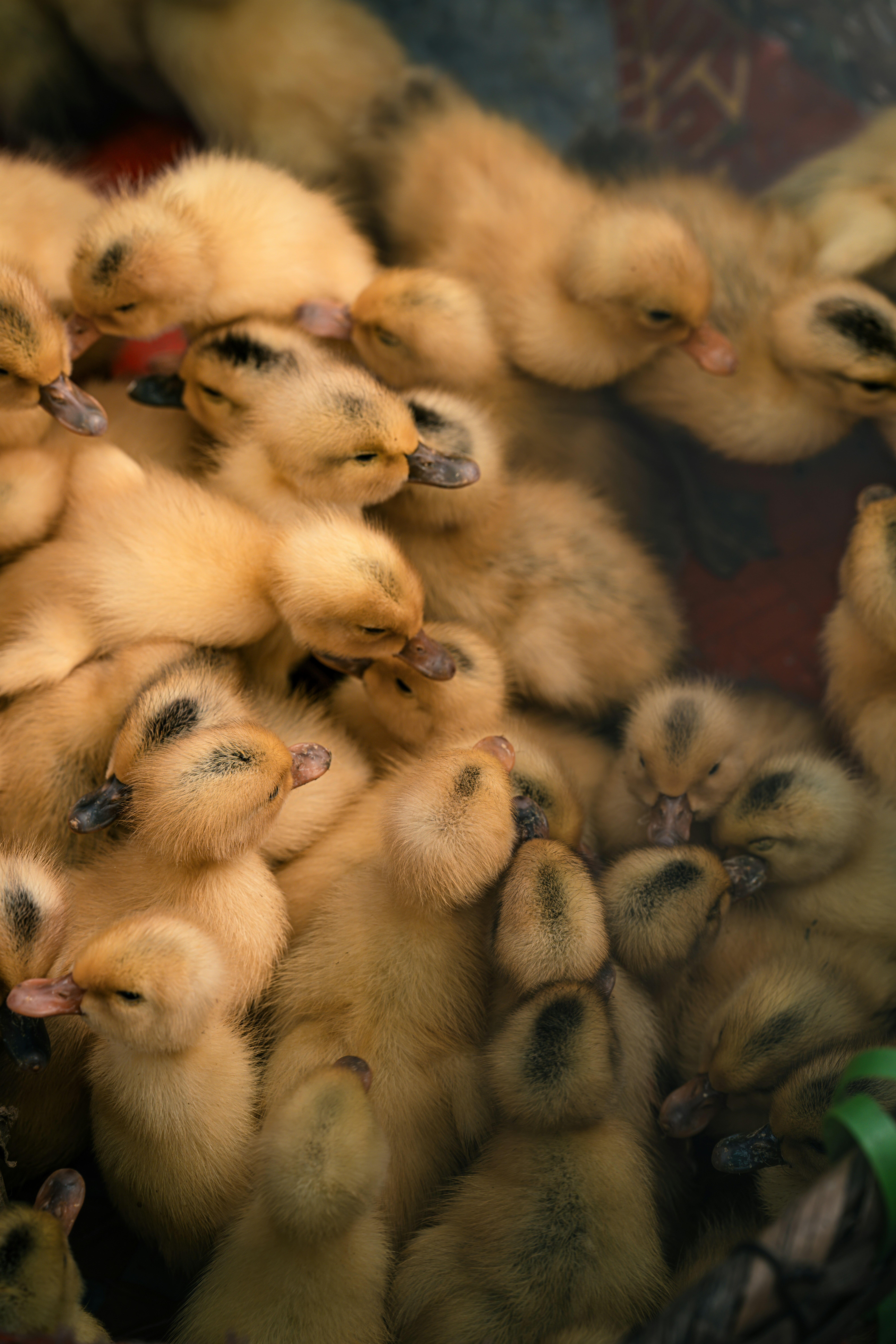 A Warm Clutch of Dawn-colored Ducklings