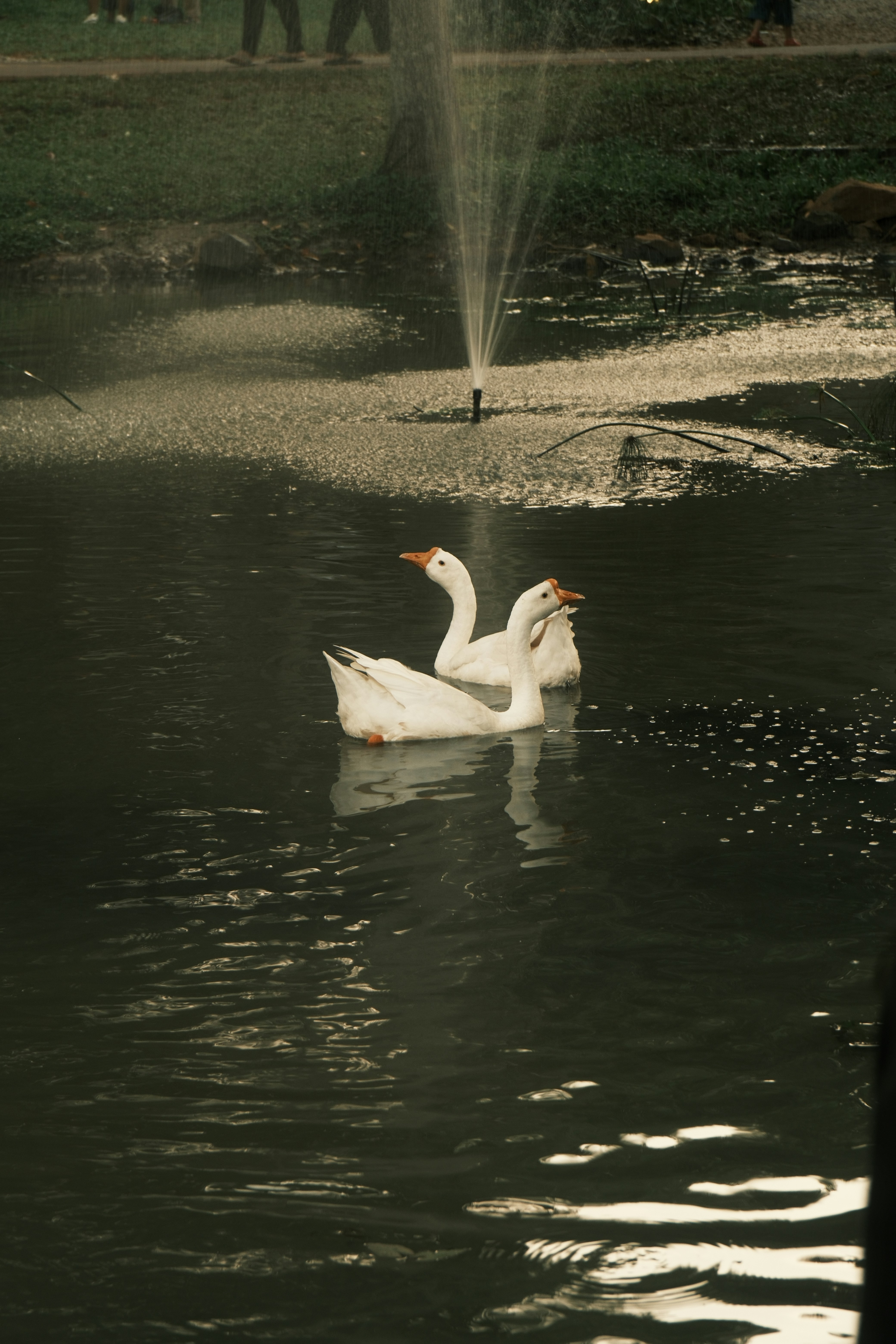 Two white swans on a reflective pond beneath a water-sprinkler spray