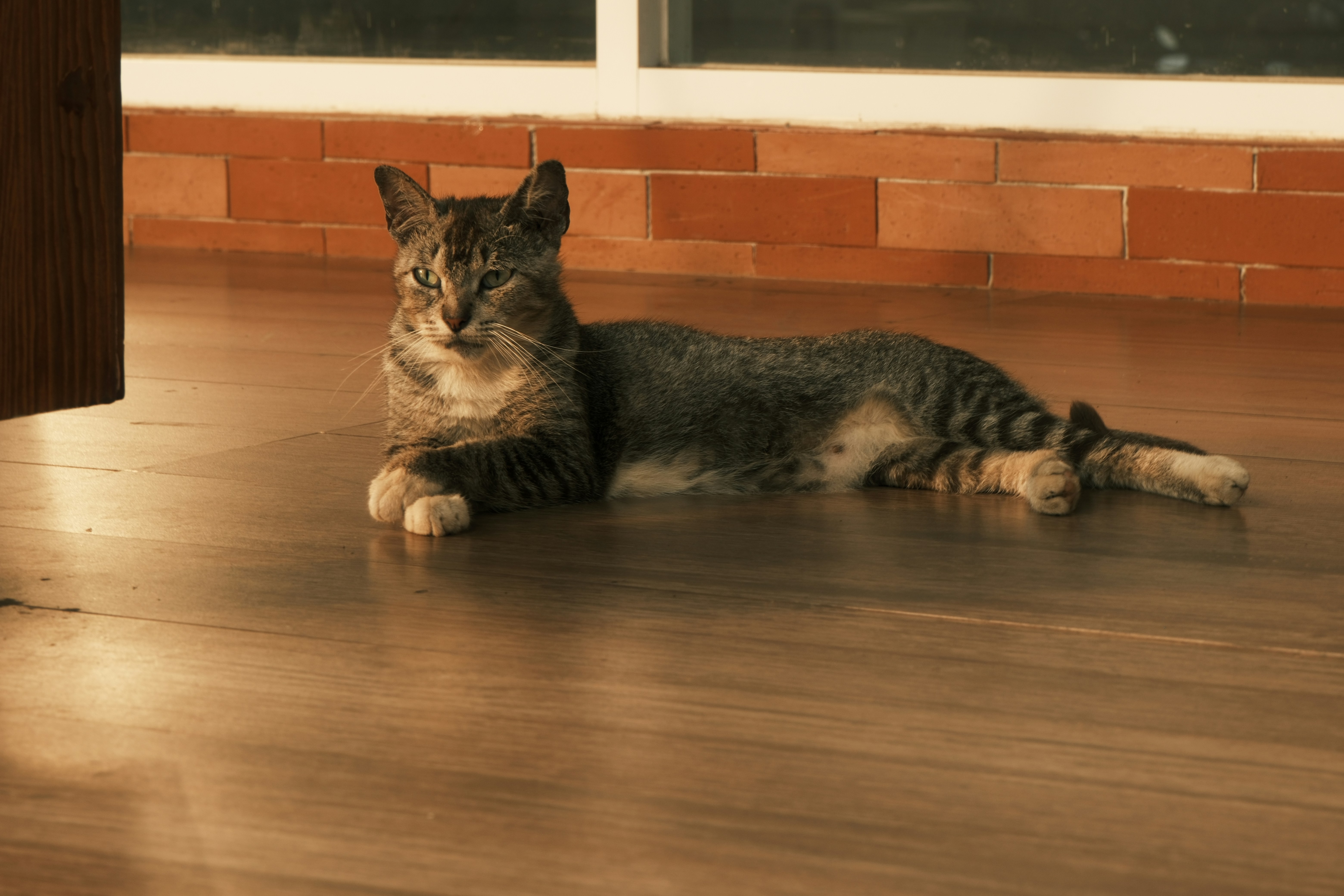 Relaxed Feline in Warm Indoor Light
