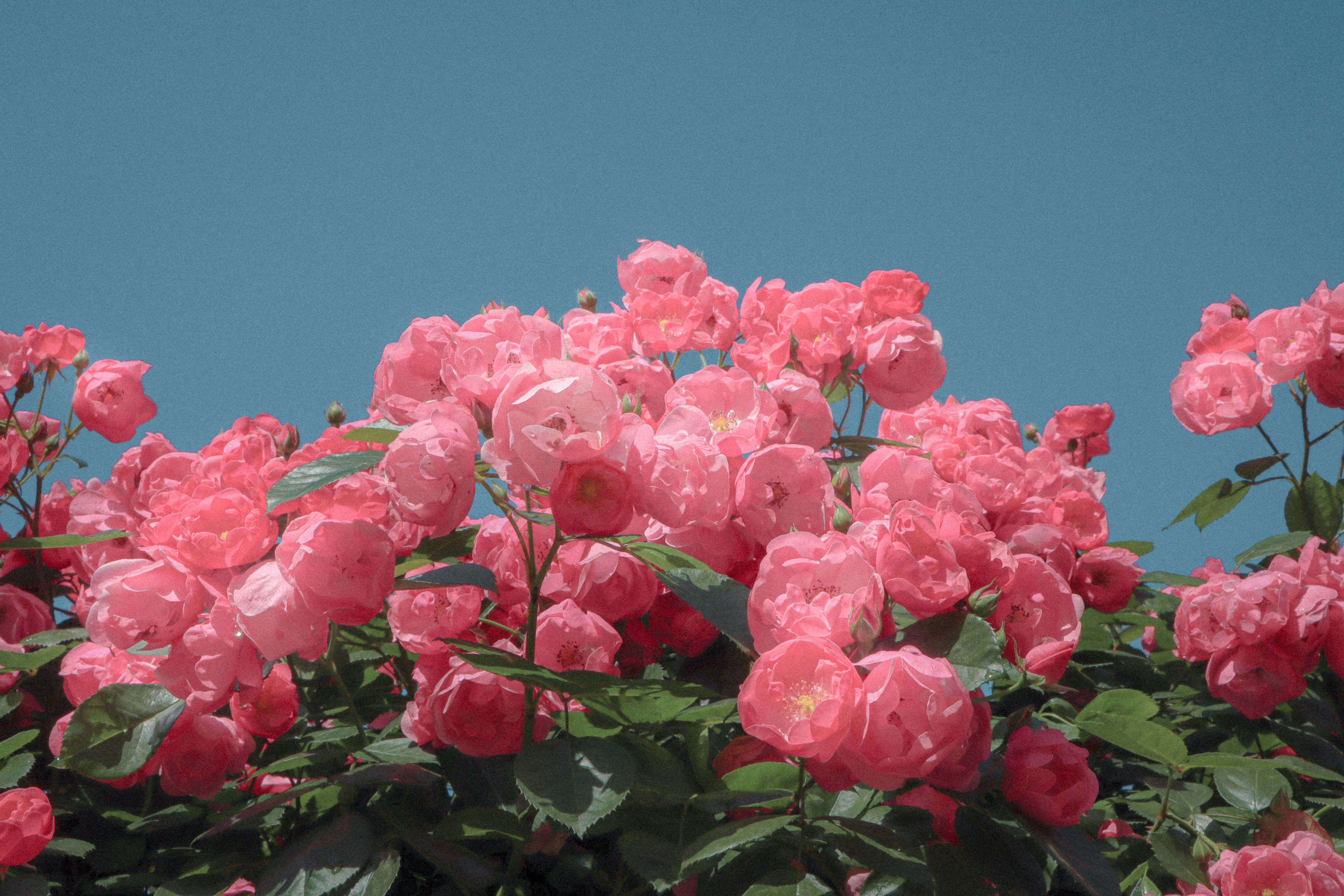 Rose Crown Under a Clear Sky