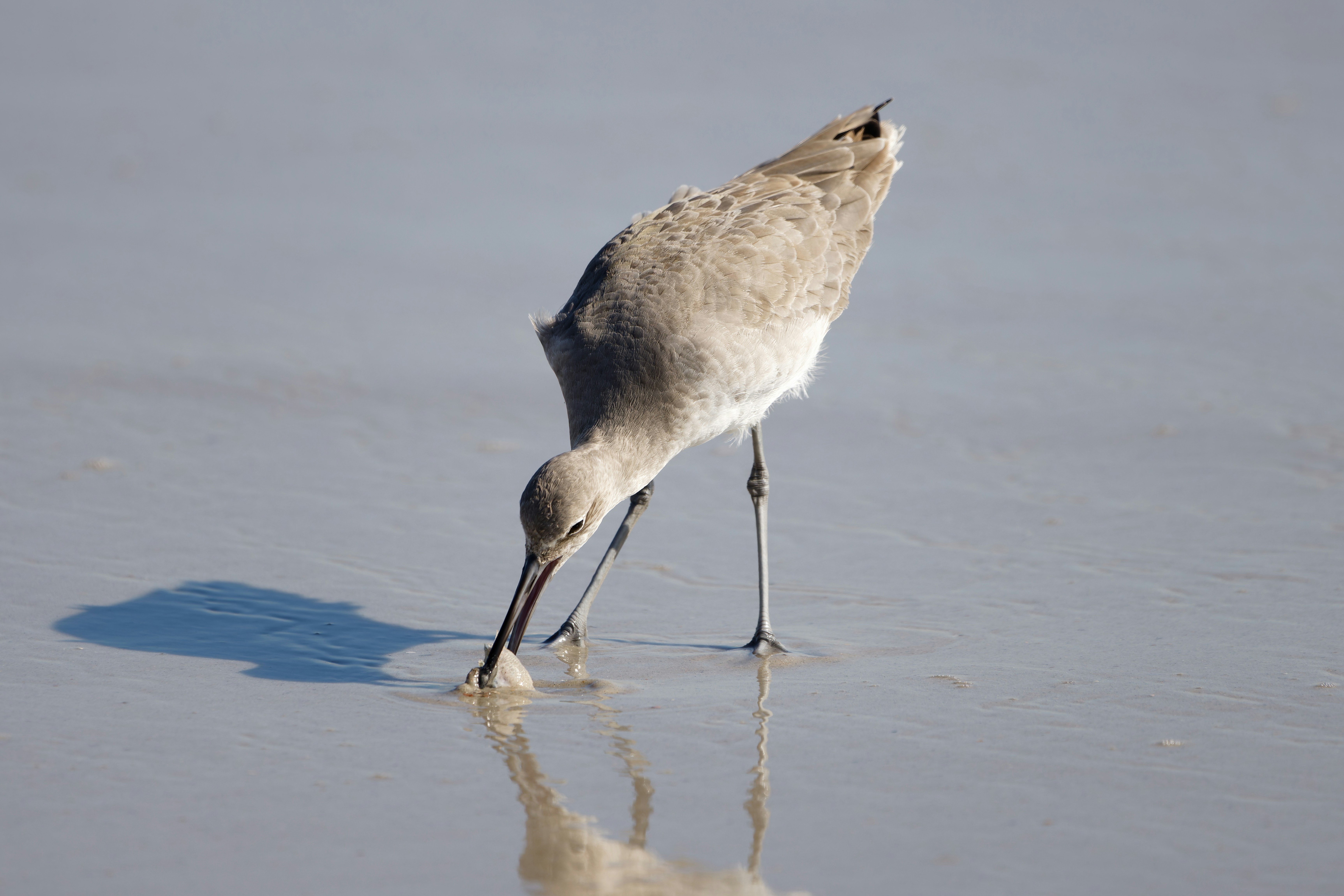 Littoral Forager: Shorebird Probing the Wet Sand