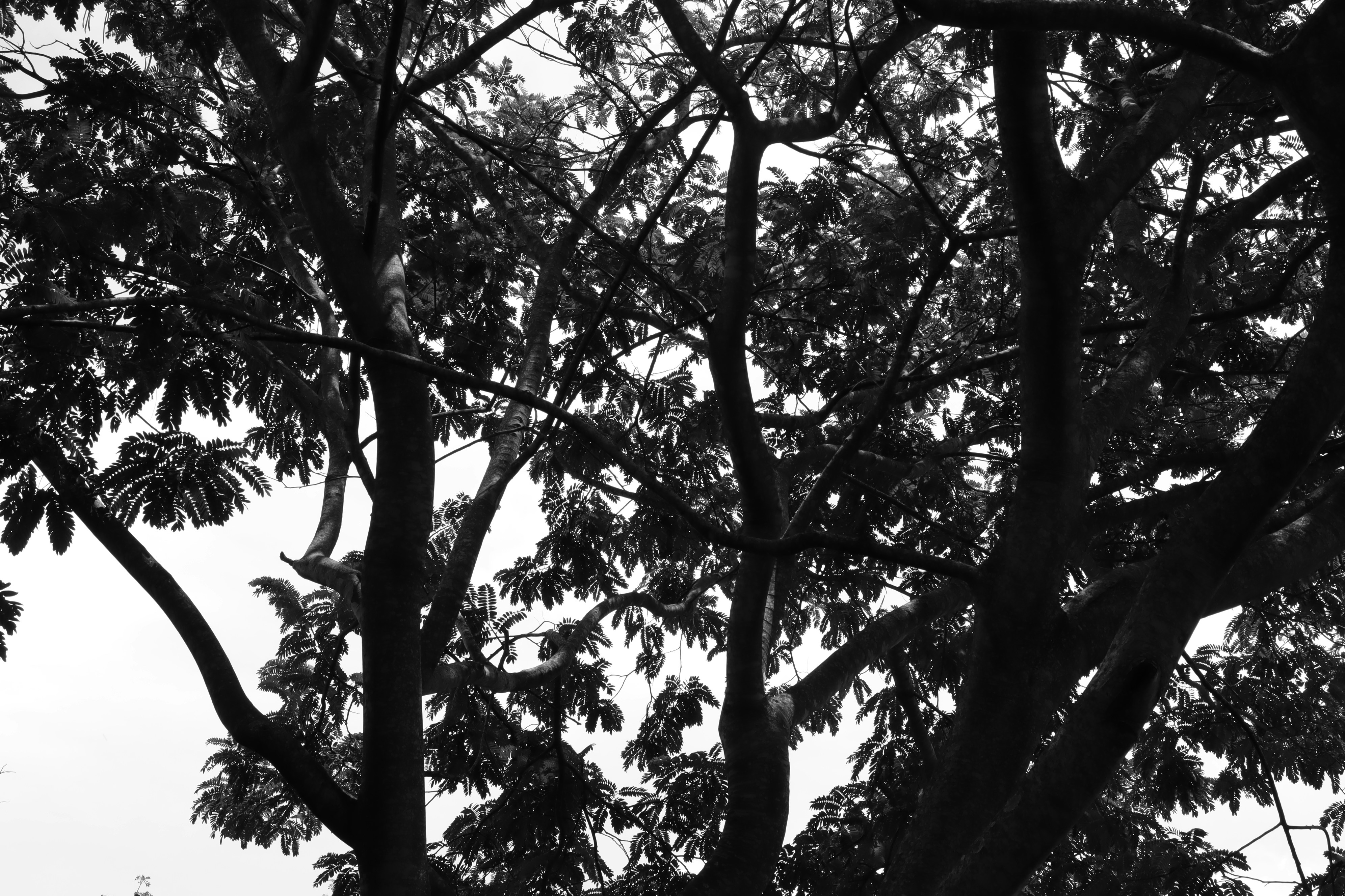 Silhouetted Canopy: Night-quiet Ledger of Branches