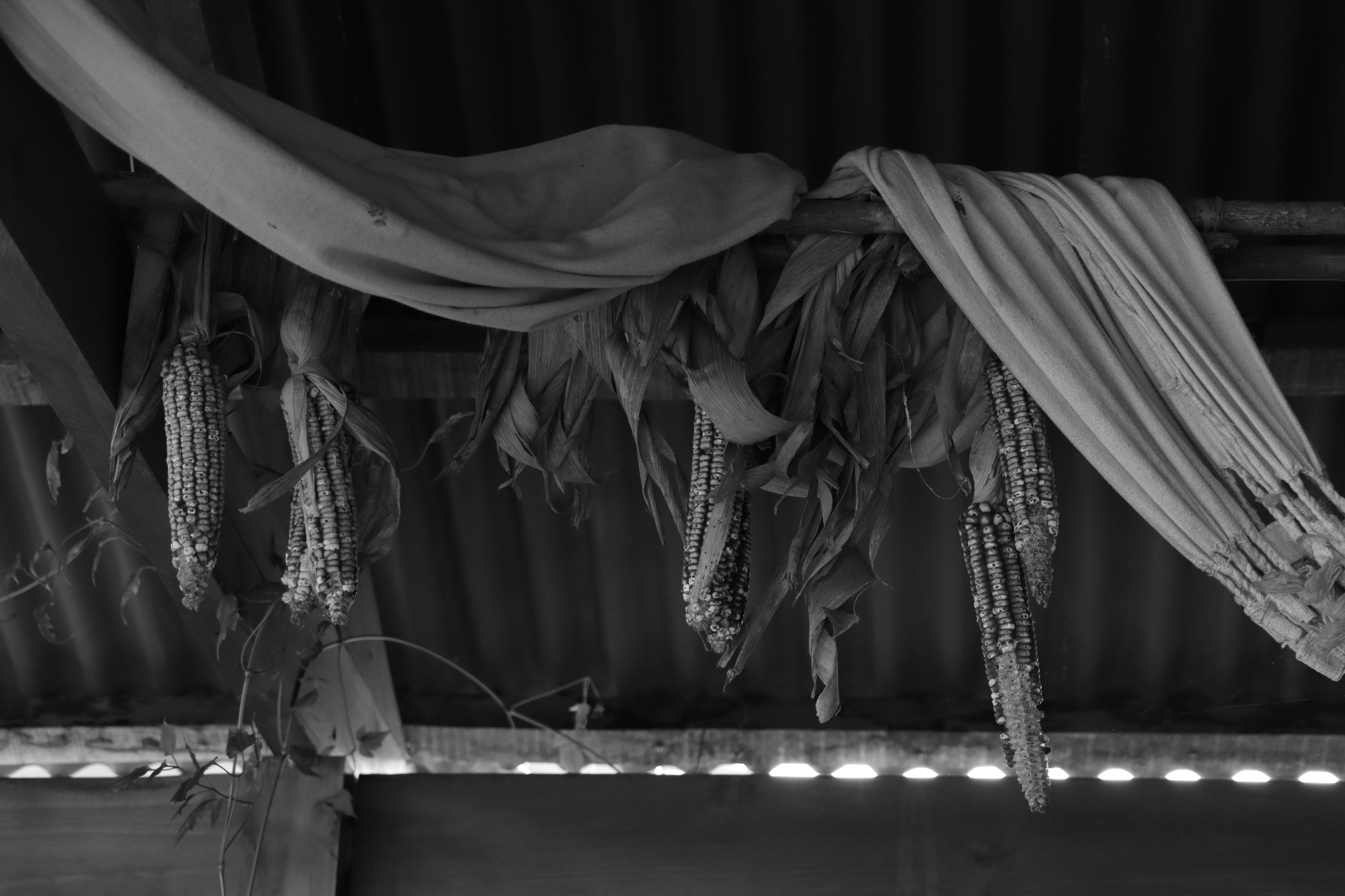 Dried corn and fabric drape in monochrome gallery