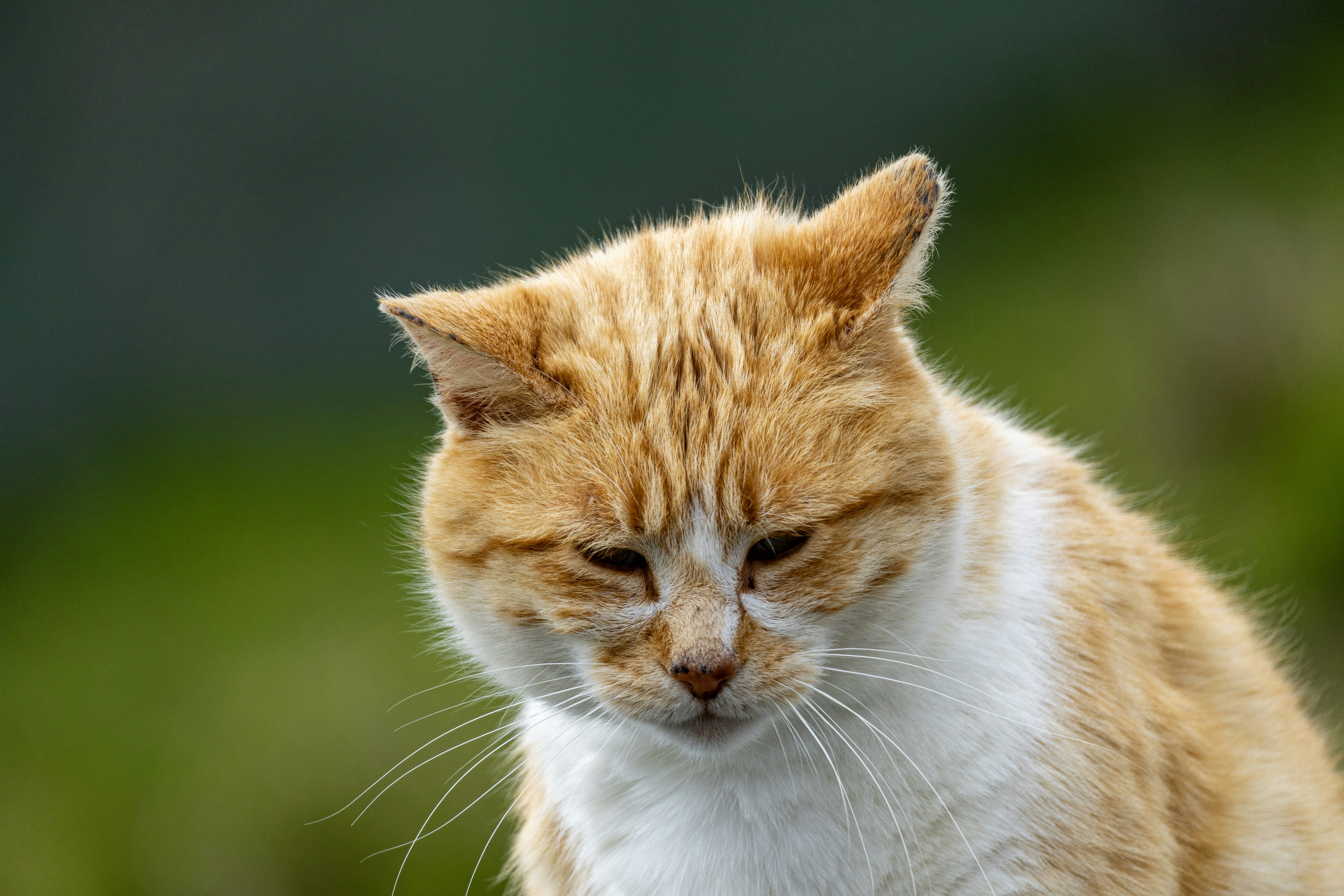 Close-up of a contemplative orange-and-white cat in soft bokeh