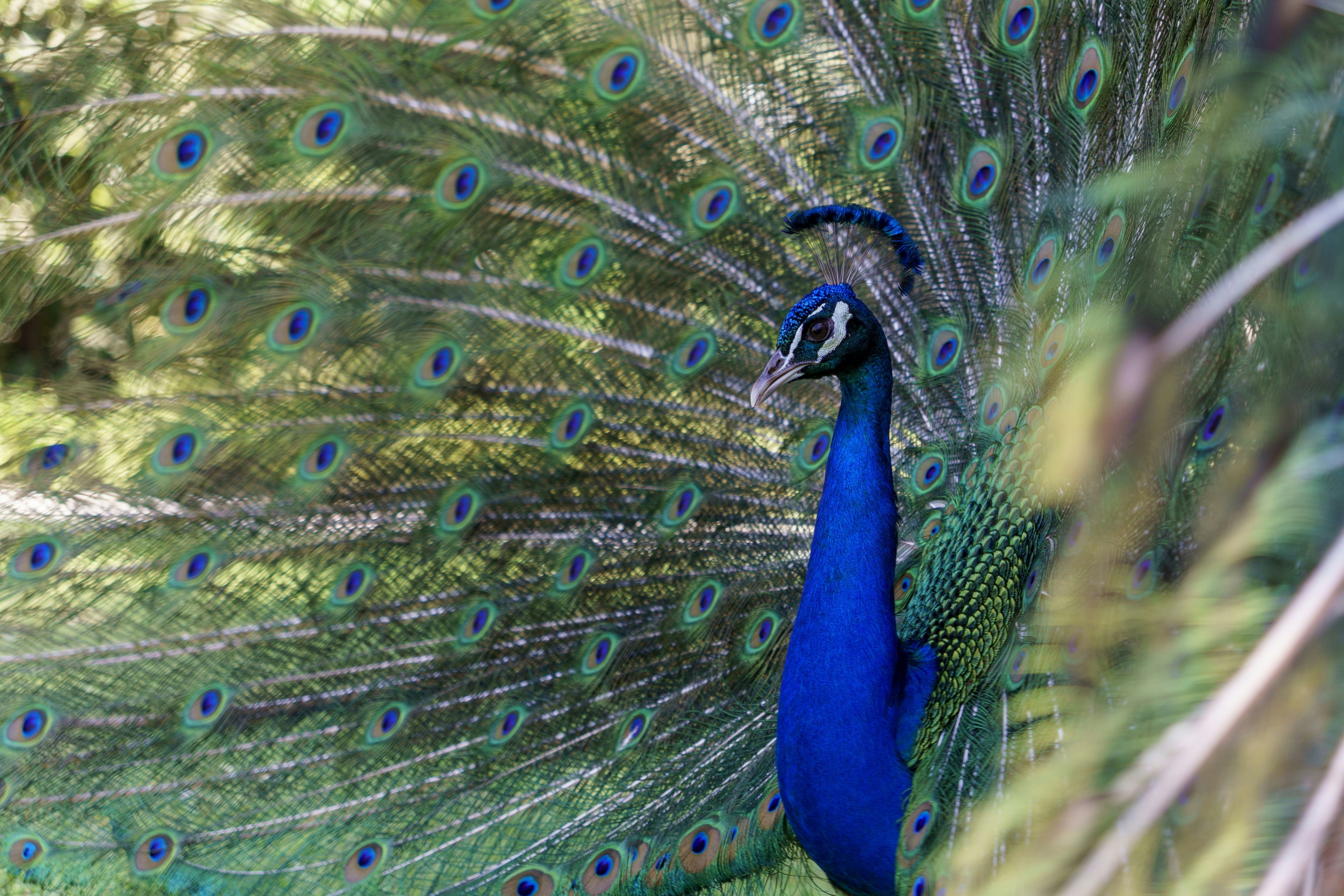Emerald Canvas: The Peacock’s Arc of Promise