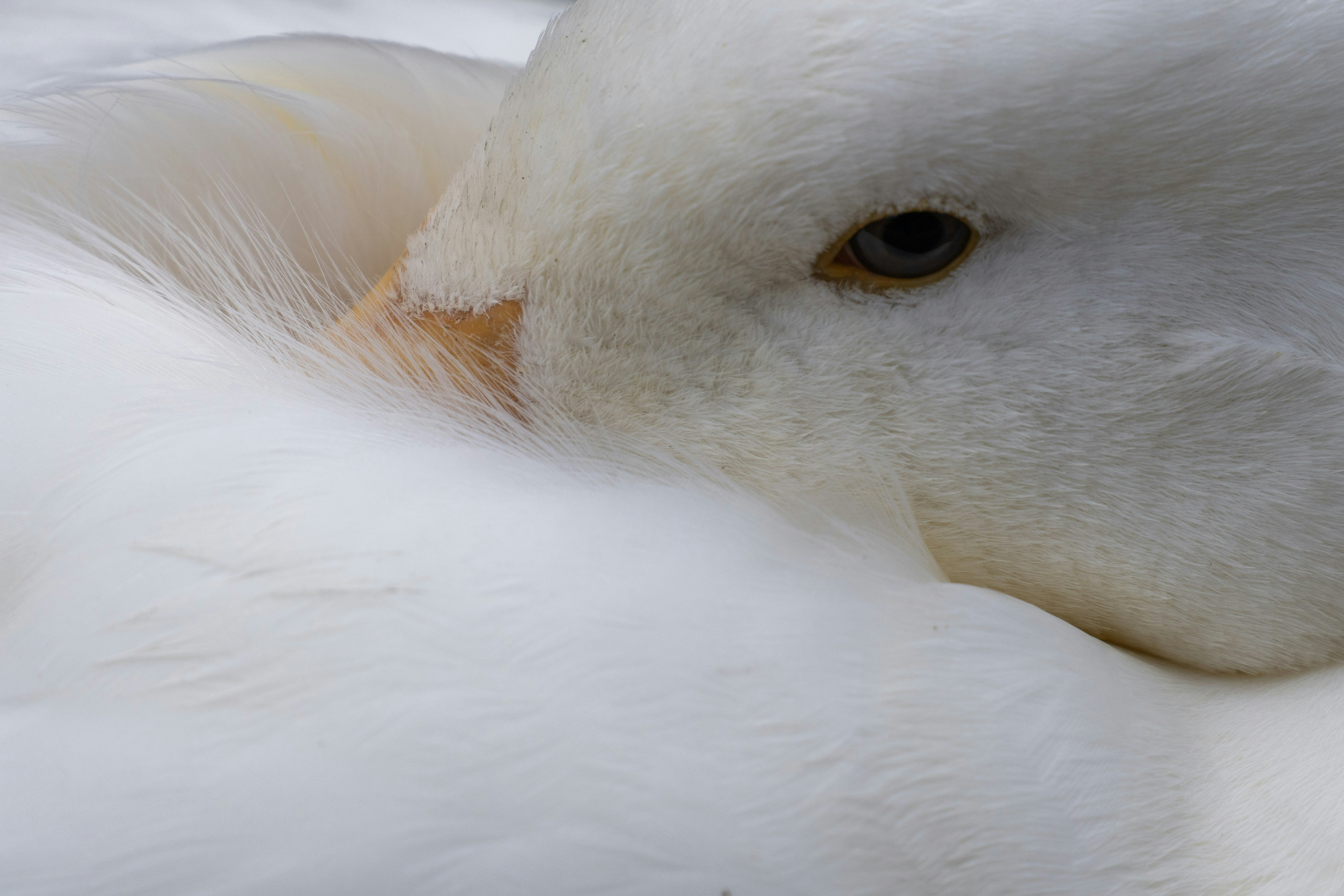 Understated Glint: Close-Up of a Resting White Duck