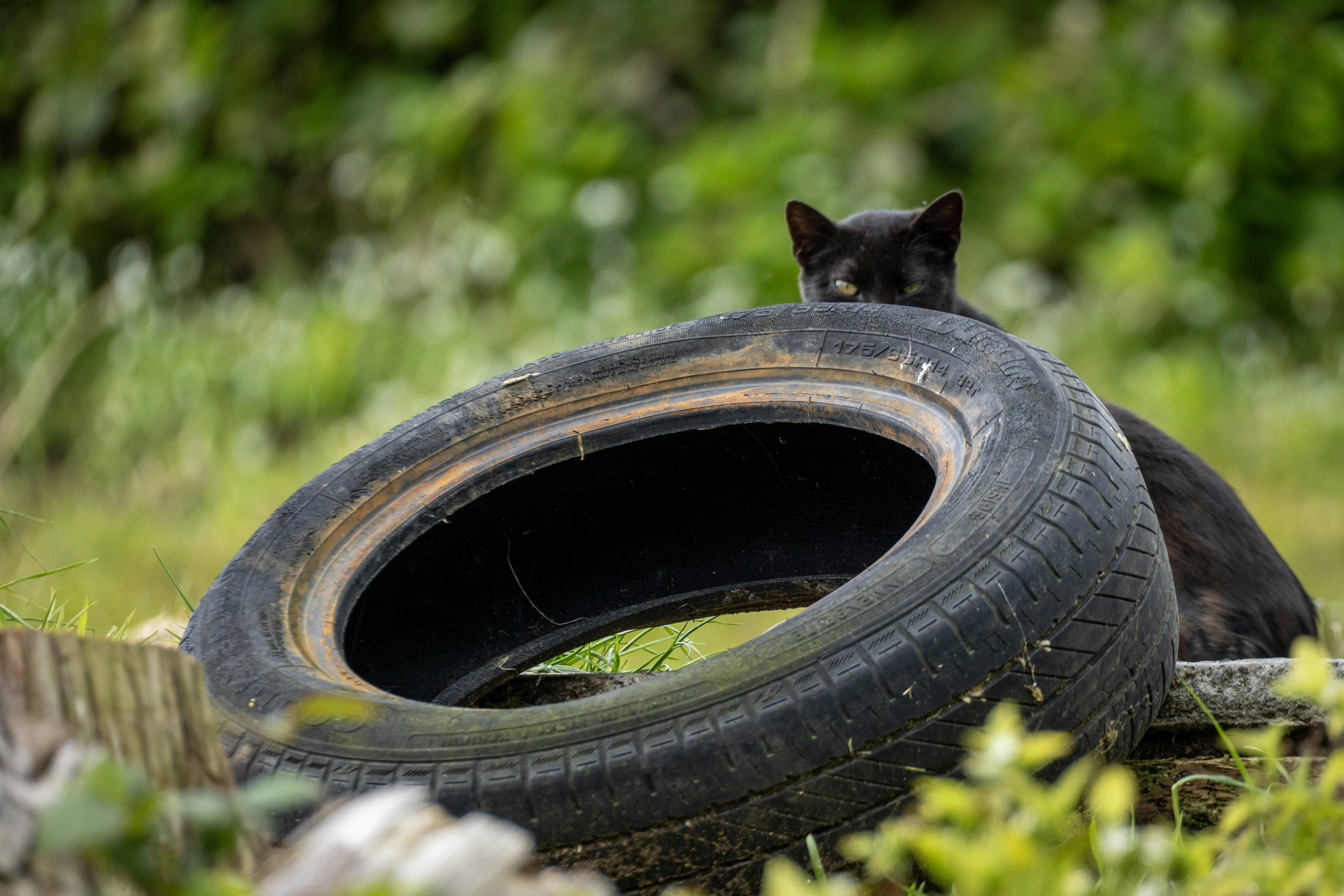 Hidden Hunter: Black Cat Peeking Over an Old Tire