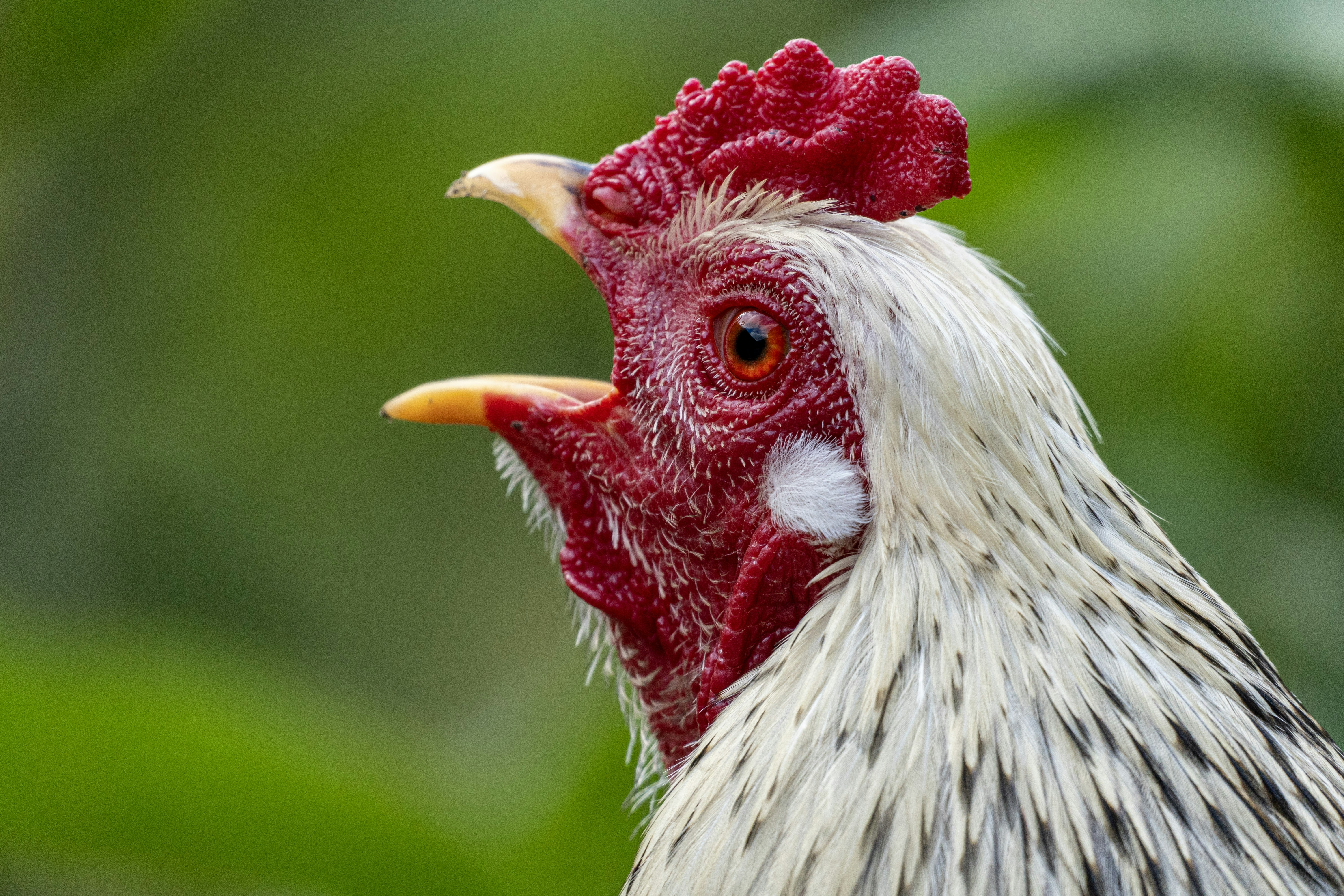 Crested Profile: A Rooster’s Alert Gaze