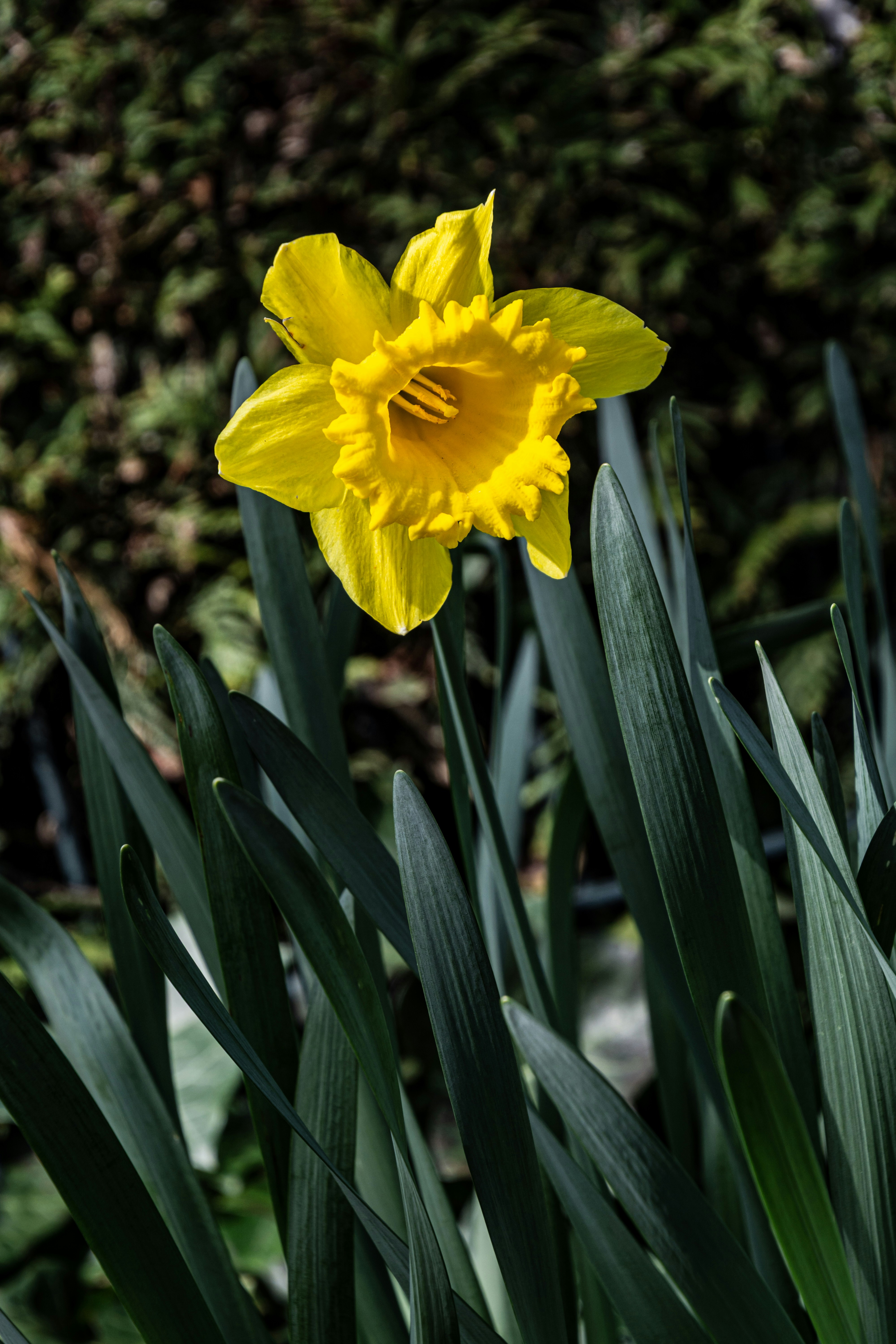 Yellow Daffodil in Focus Along Silky Green Blades