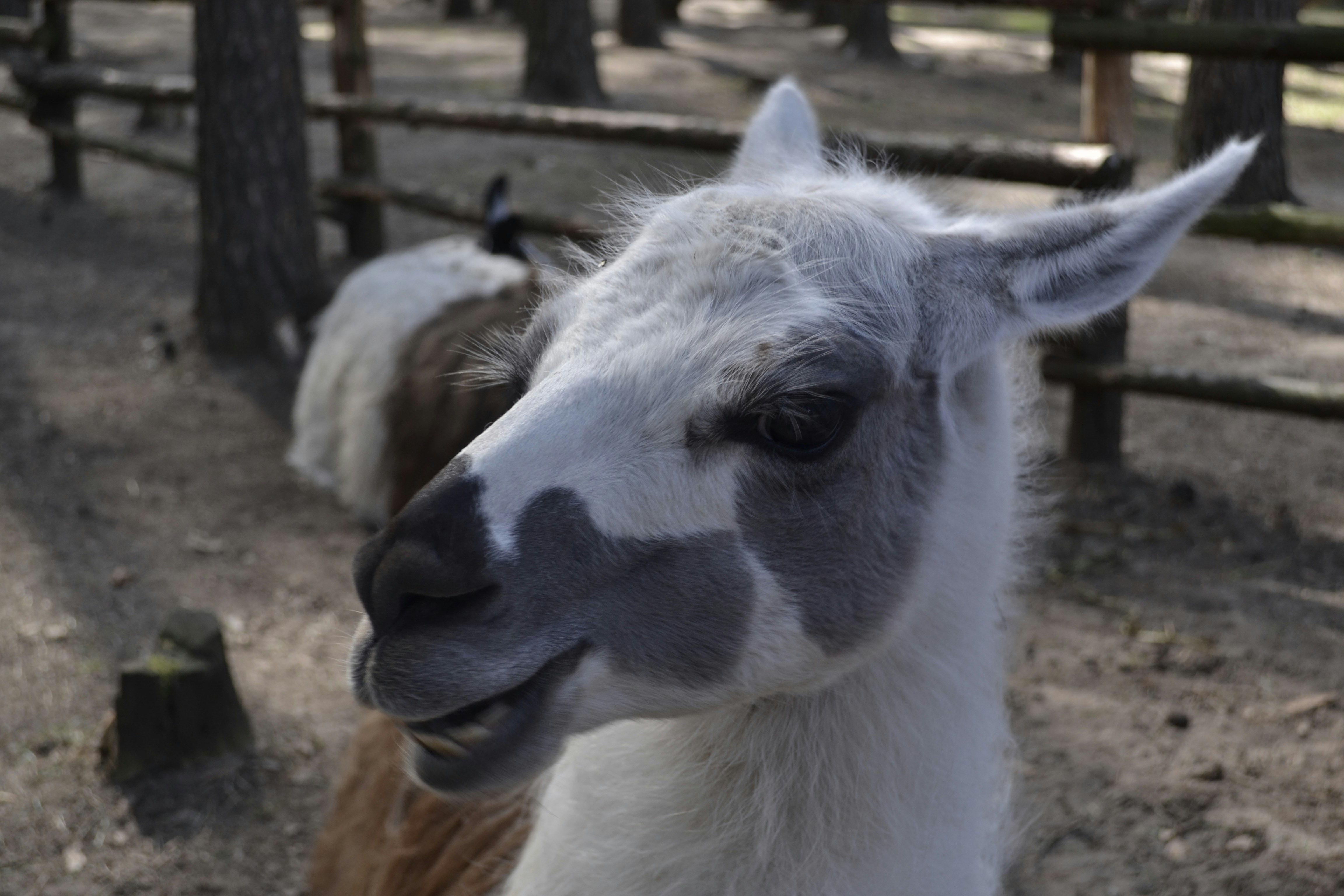 Llama's Curious Grin: Front-Forward Portrait in Pasture Fence