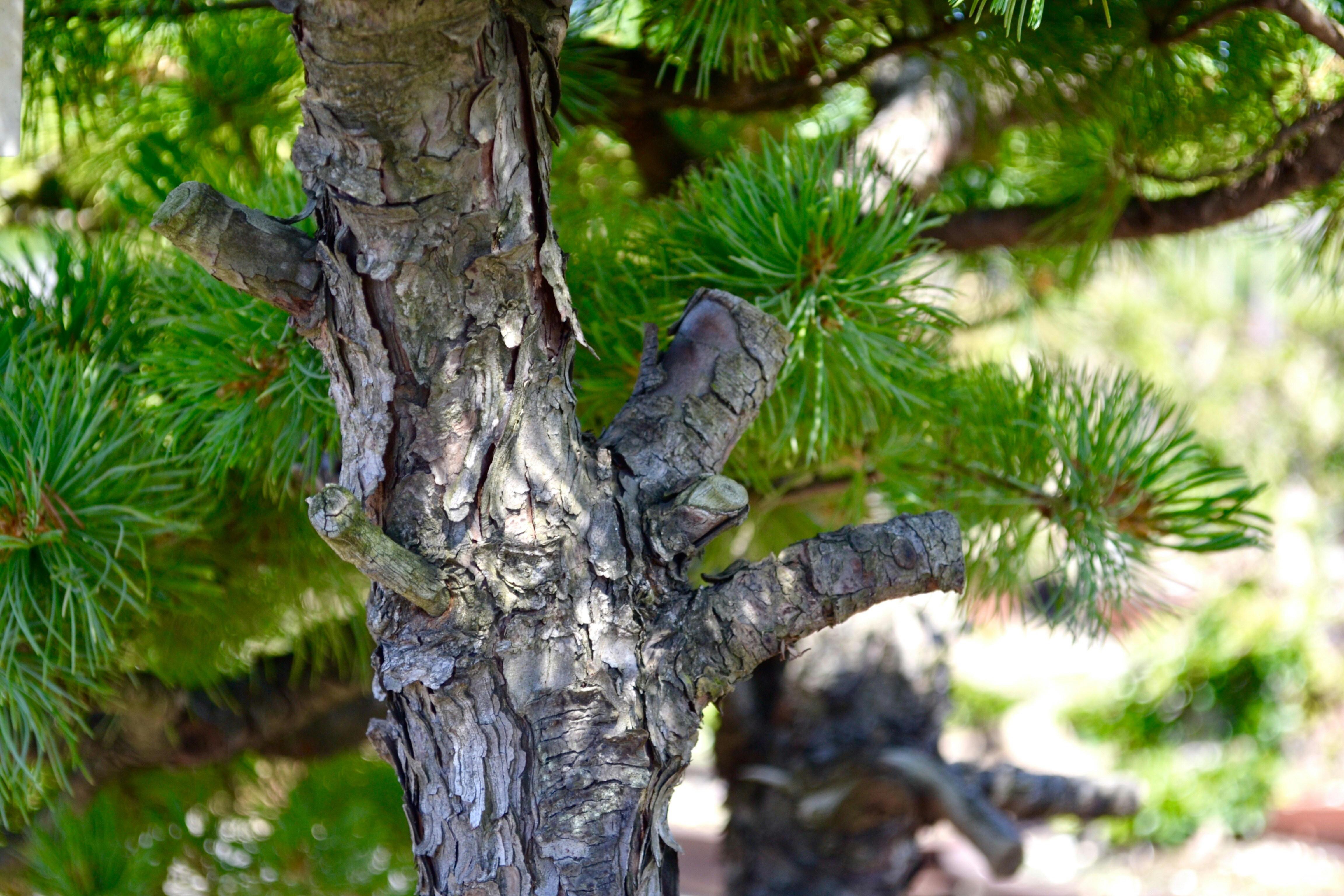 Knotted Pine: A Bark-Textured Focus Amid Green Foliage
