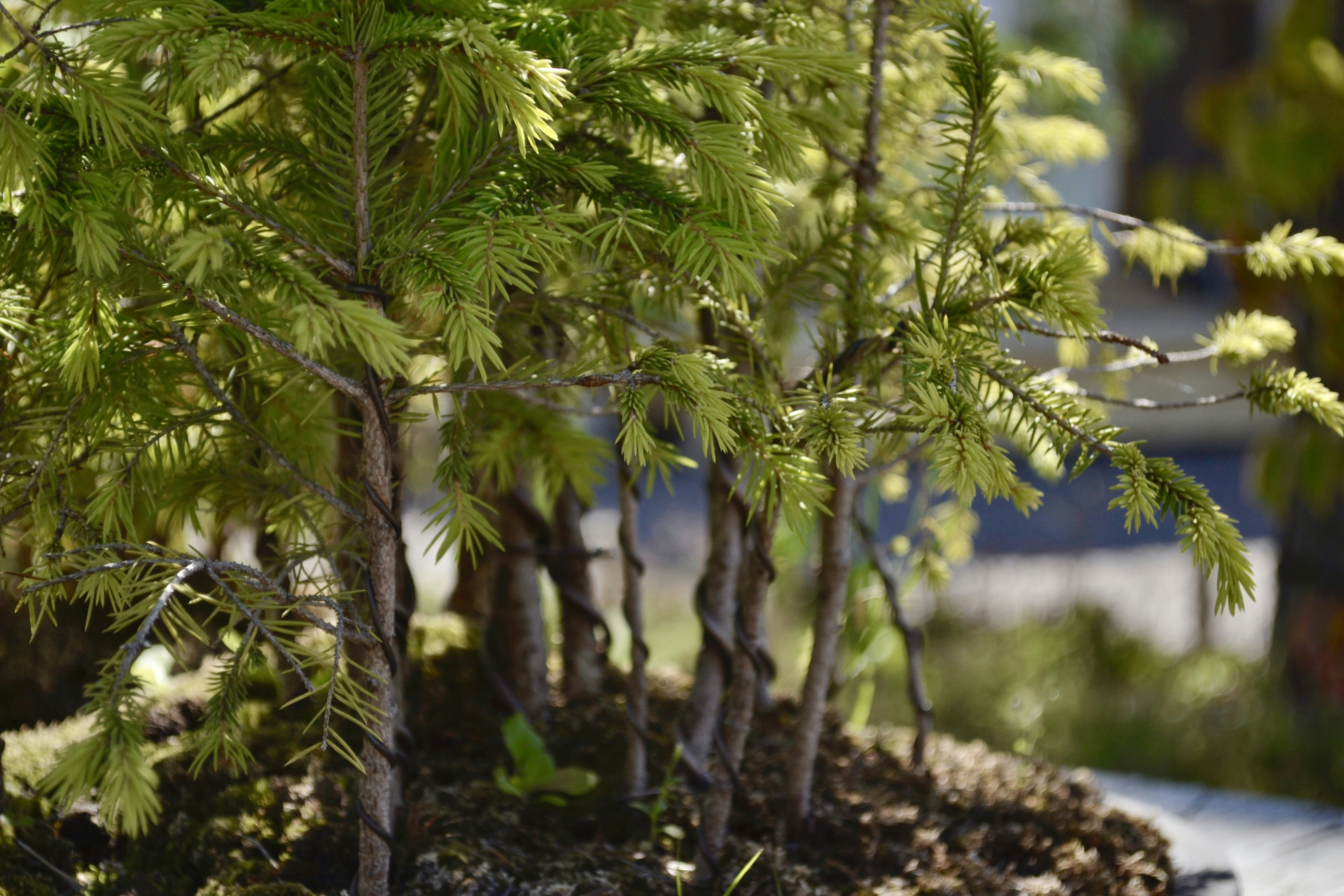 Sunlit fir saplings in a shallow garden scene