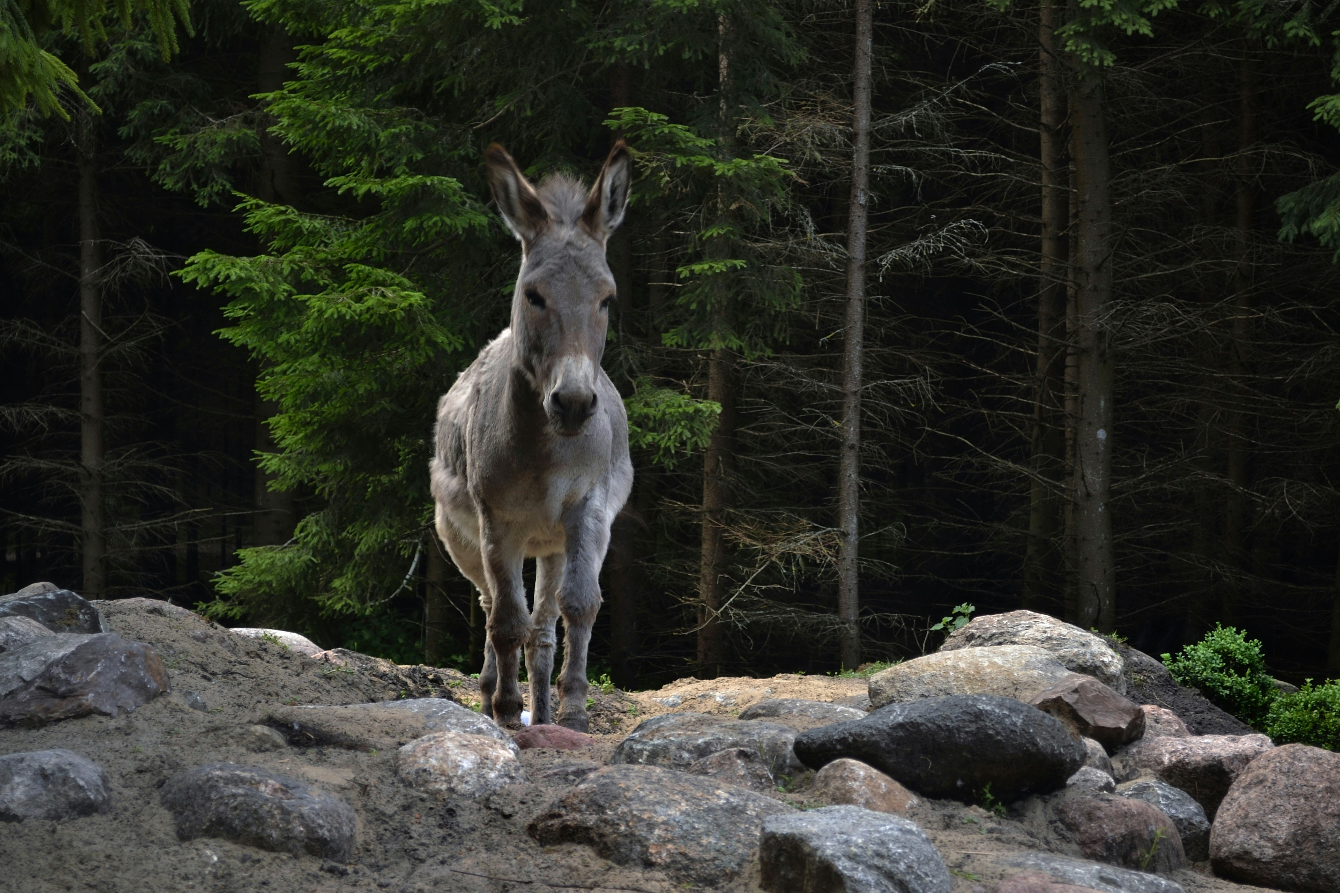 Sturdy Mule on a Rocky Threshold