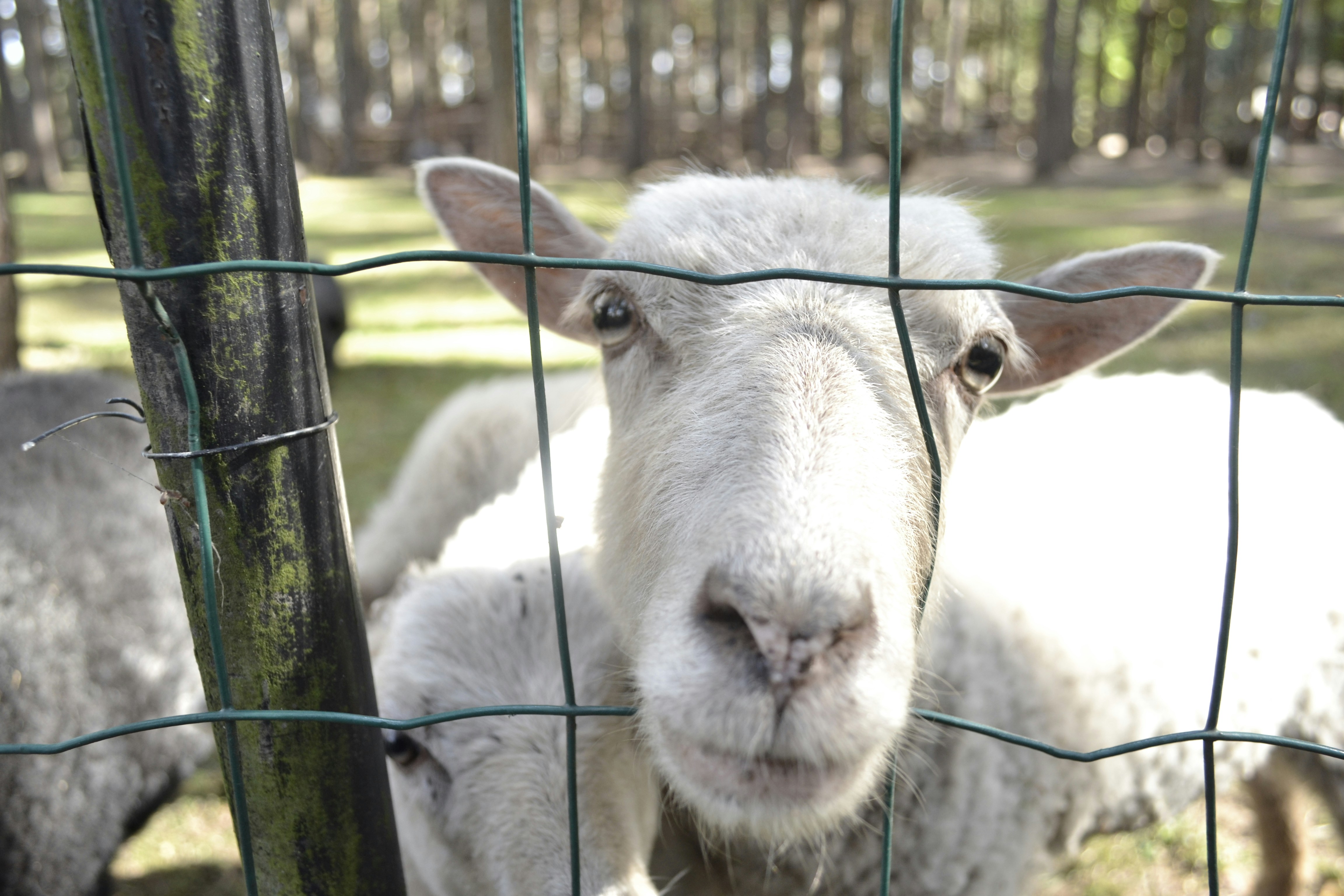 Curious White Eyed Neighbor at the Fence