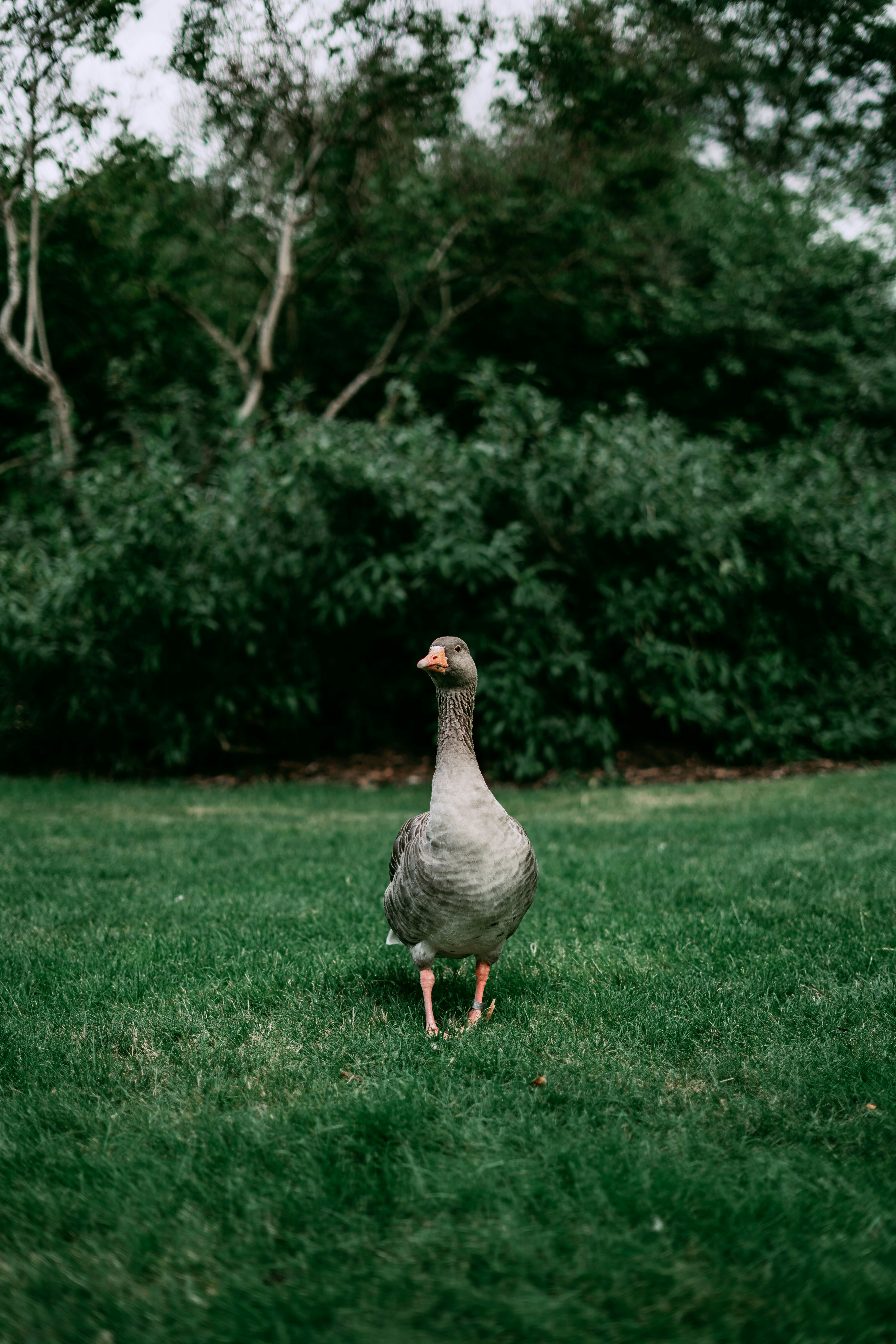 Moseying Gull: A lone goose foregrounded on a verdant lawn beneath a forest edge