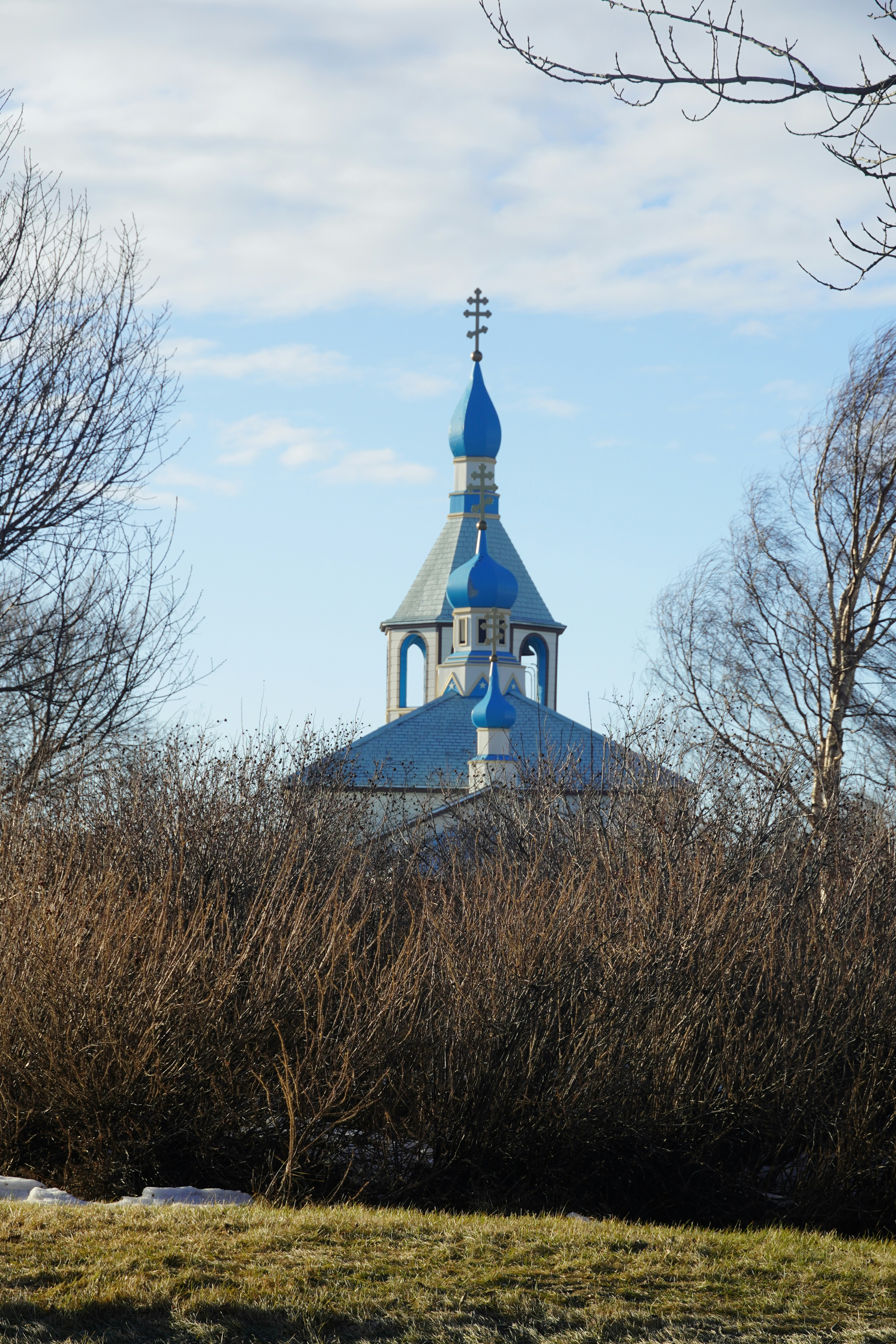 Blue-steepled church rising above leafless hedges at daylight