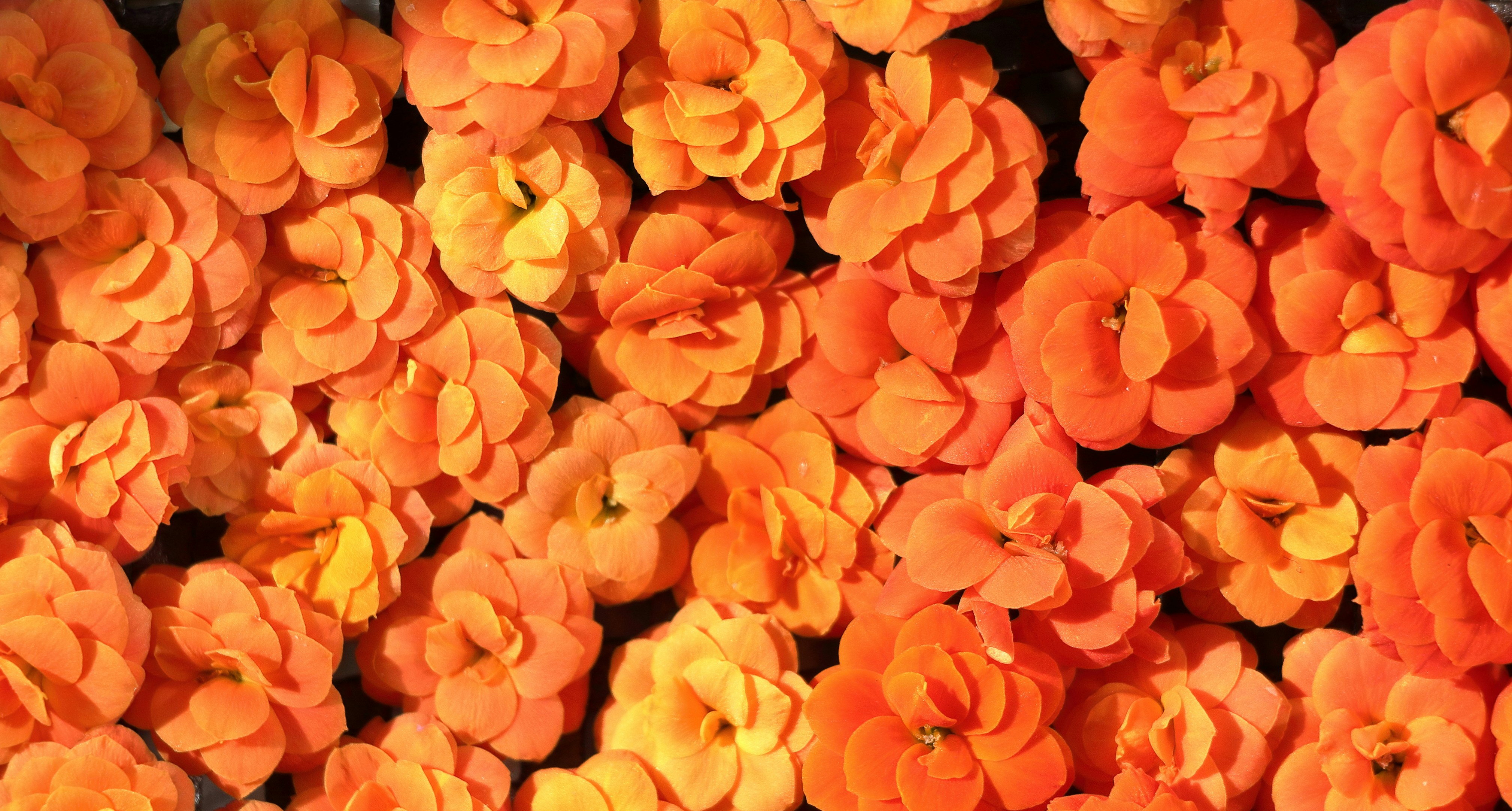 Orange Bloom Cascade