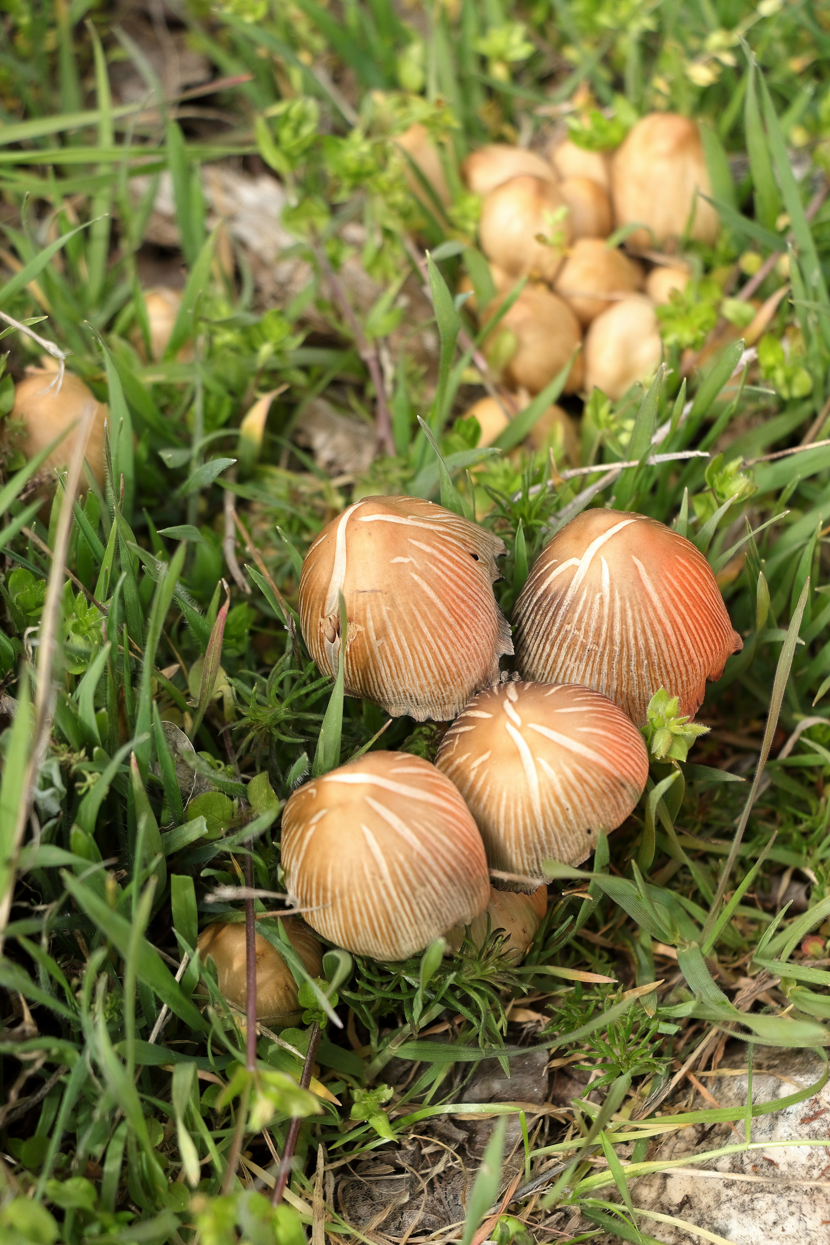 Cluster of sunlit toadstools nestled inshowers of green grass
