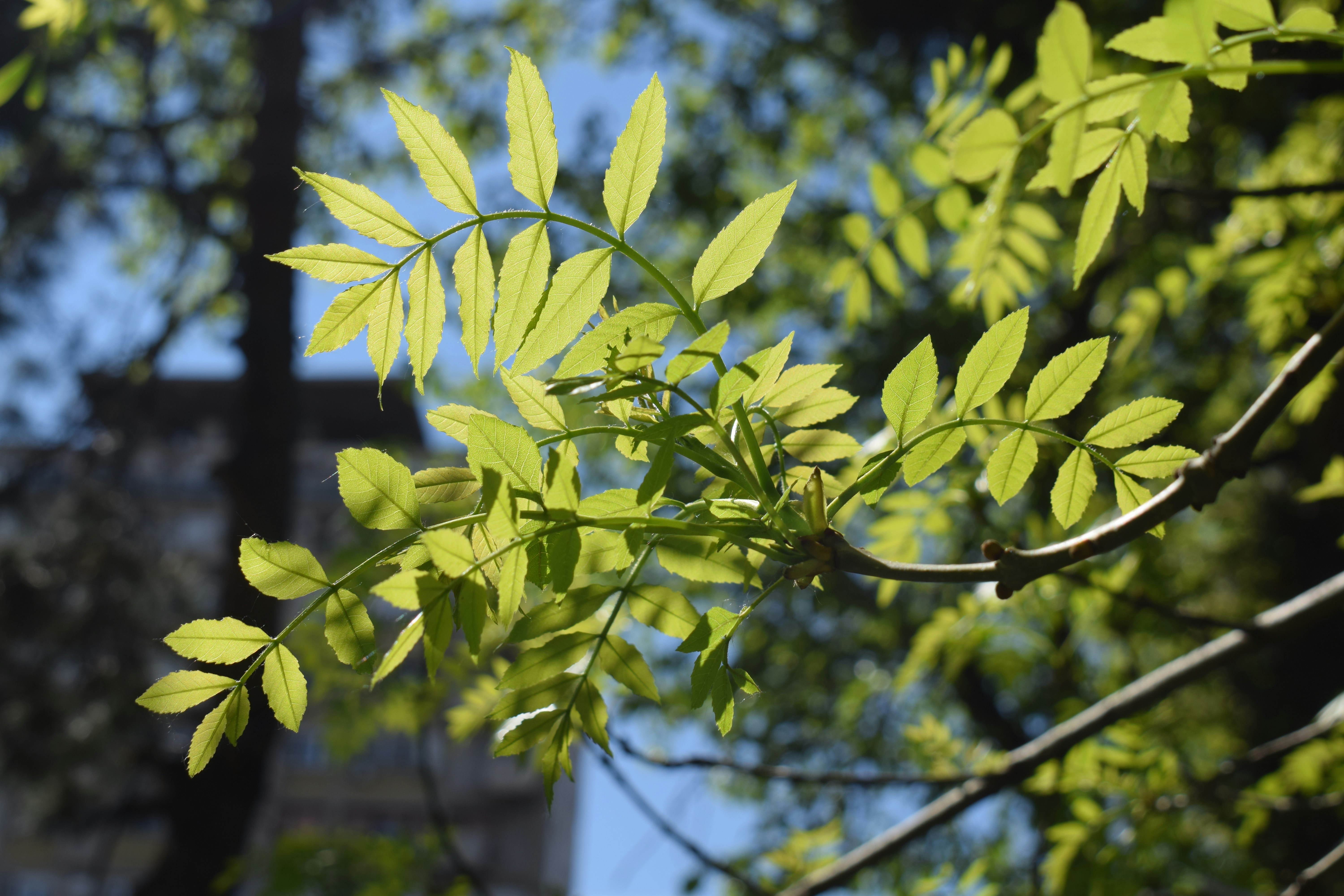 Sunlit Compound Leaves Reaching Toward a Clear Sky