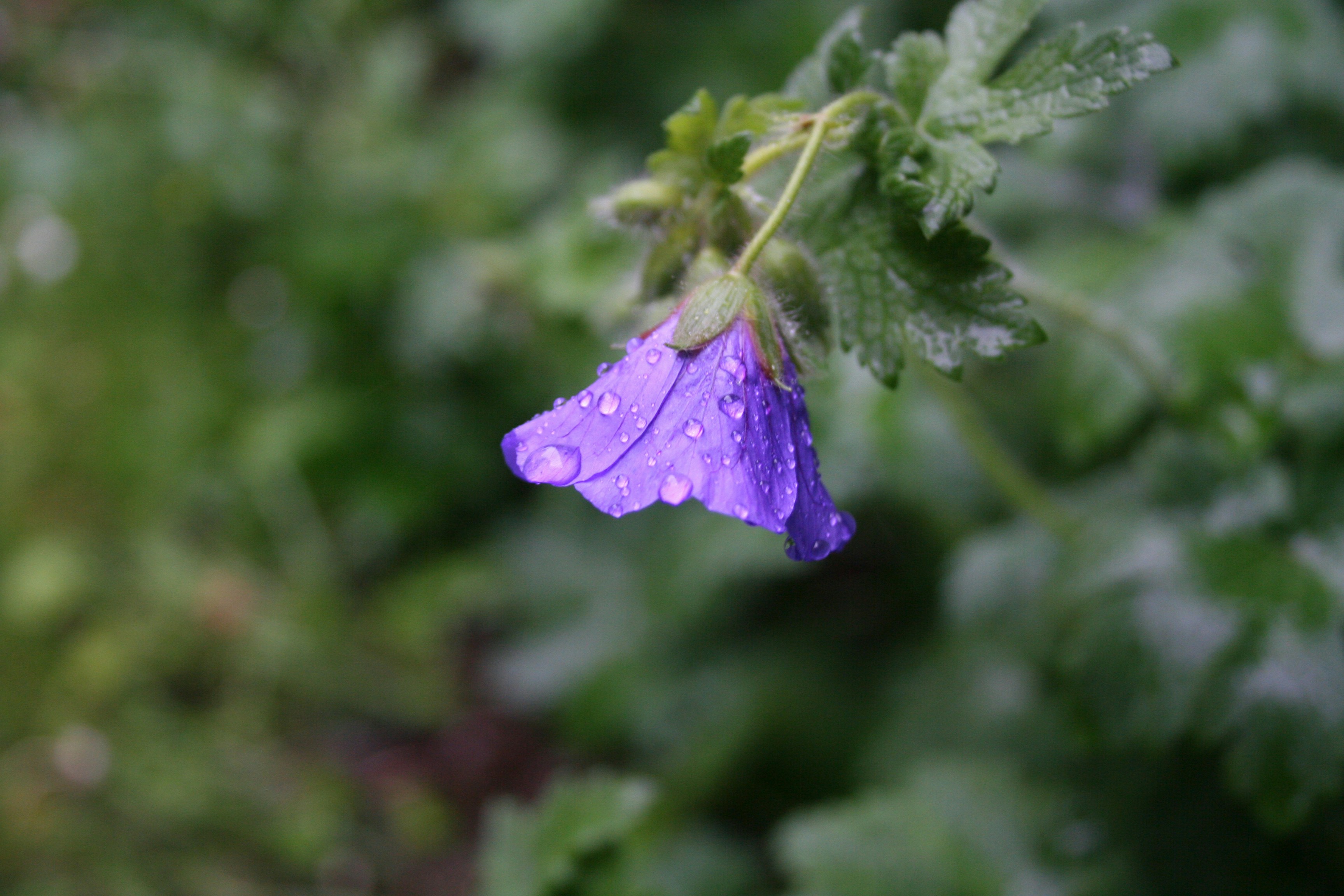 Droplet-Kissed Violet Bell: A Lone Flower in Soft Focus