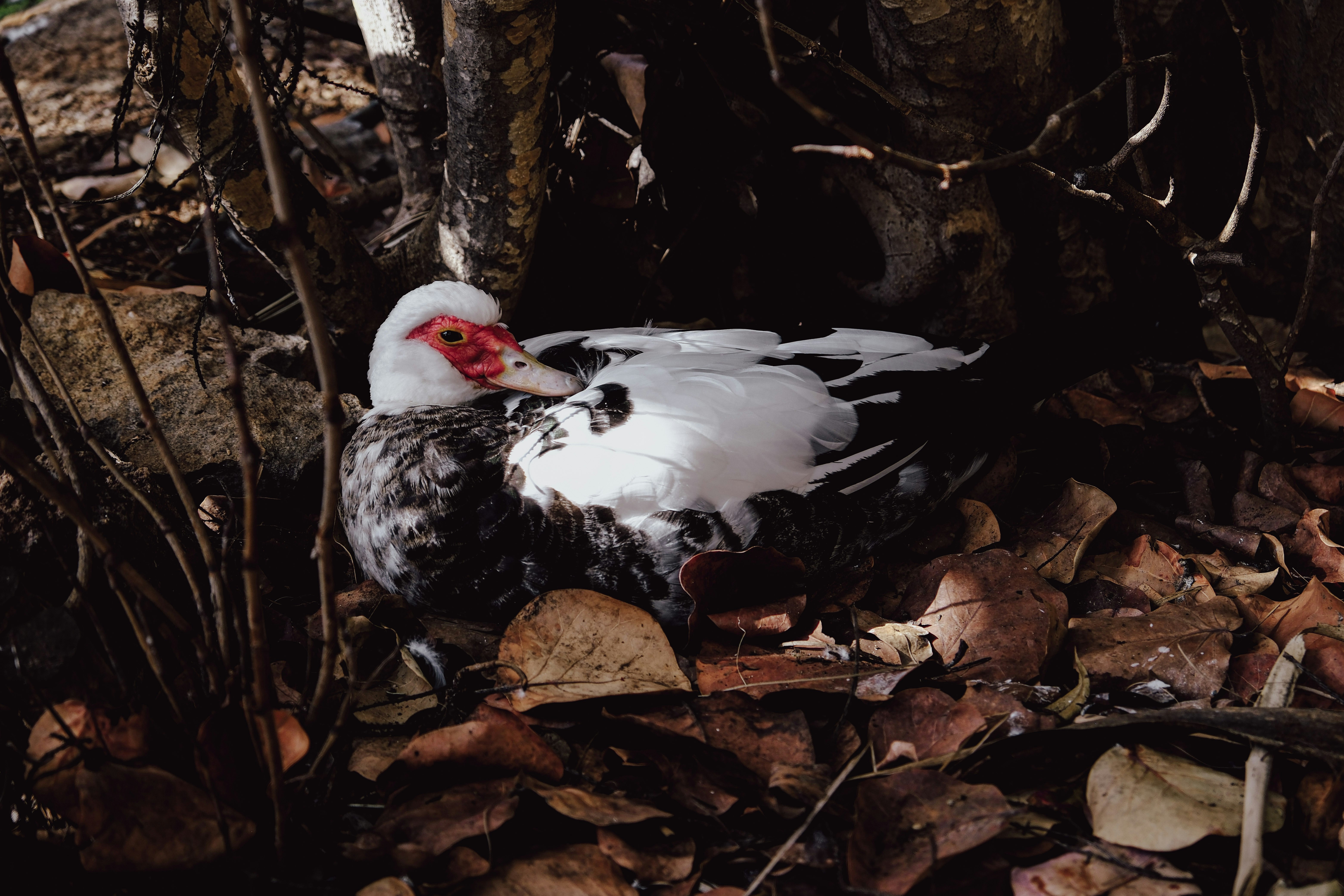 Hidden Canvas: A Coastal Duck Resting Amid Fallen Leaves