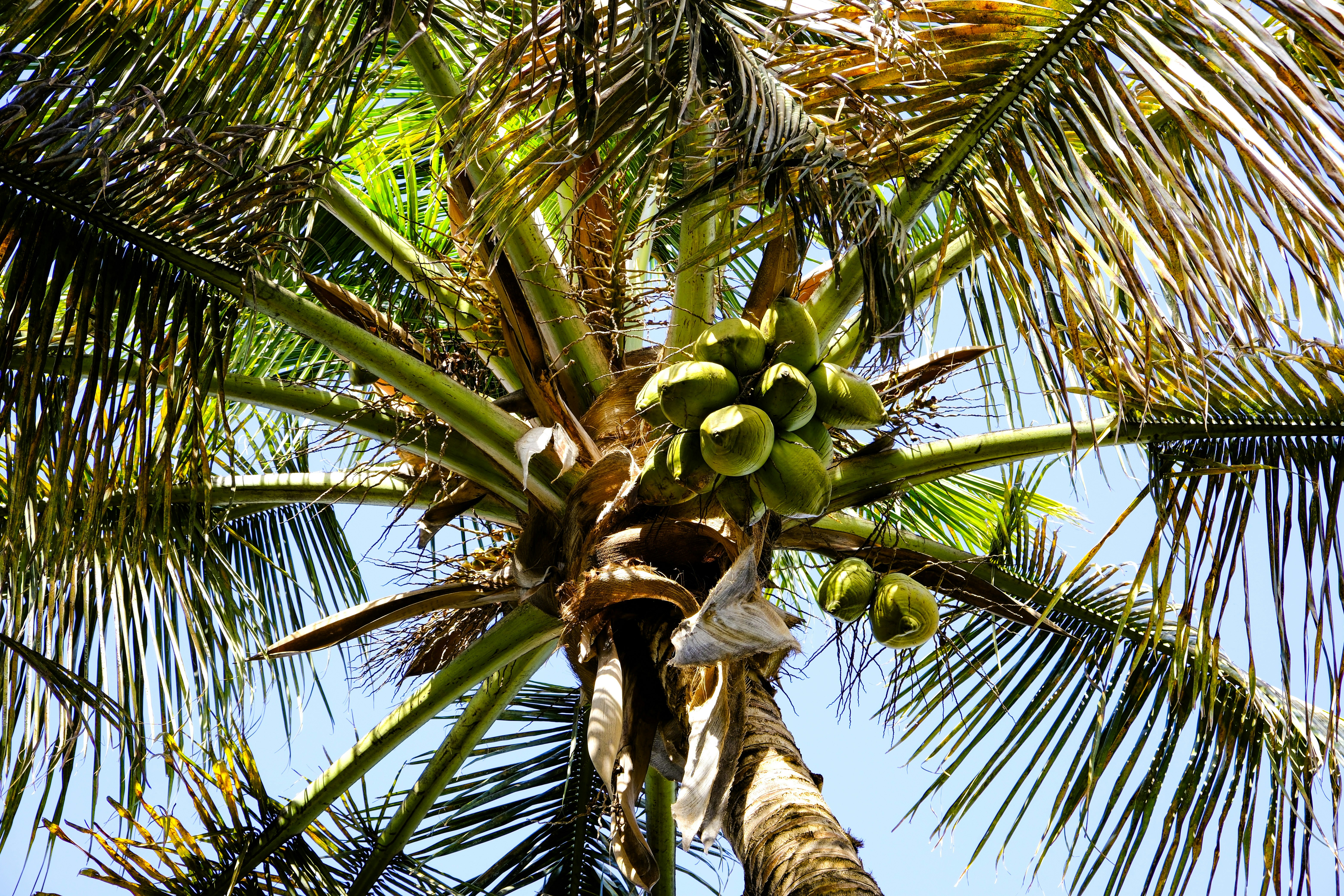 Coconut Cluster Under Sunlit Palm Fronds