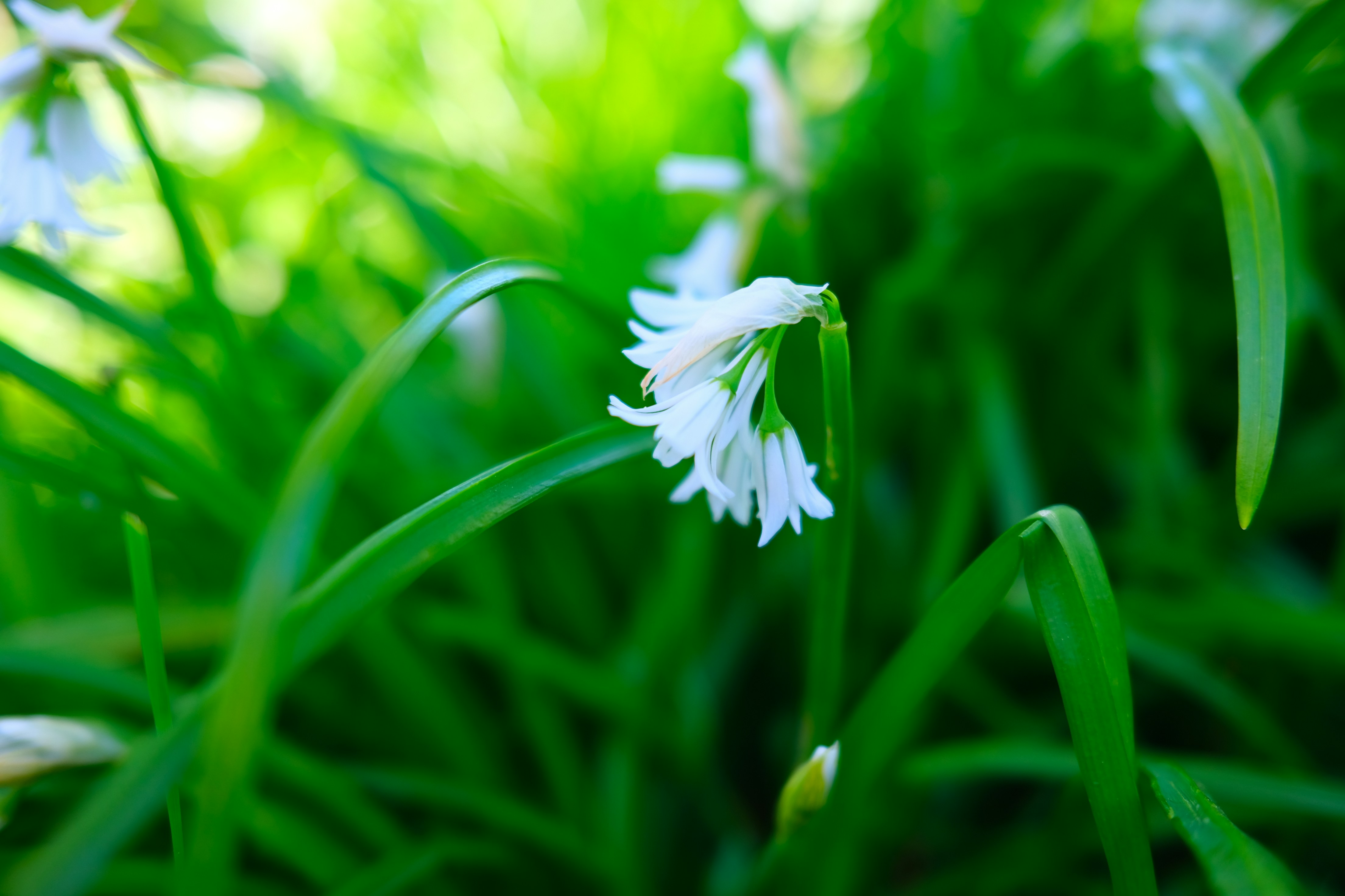White bell petal against a sea of green blades