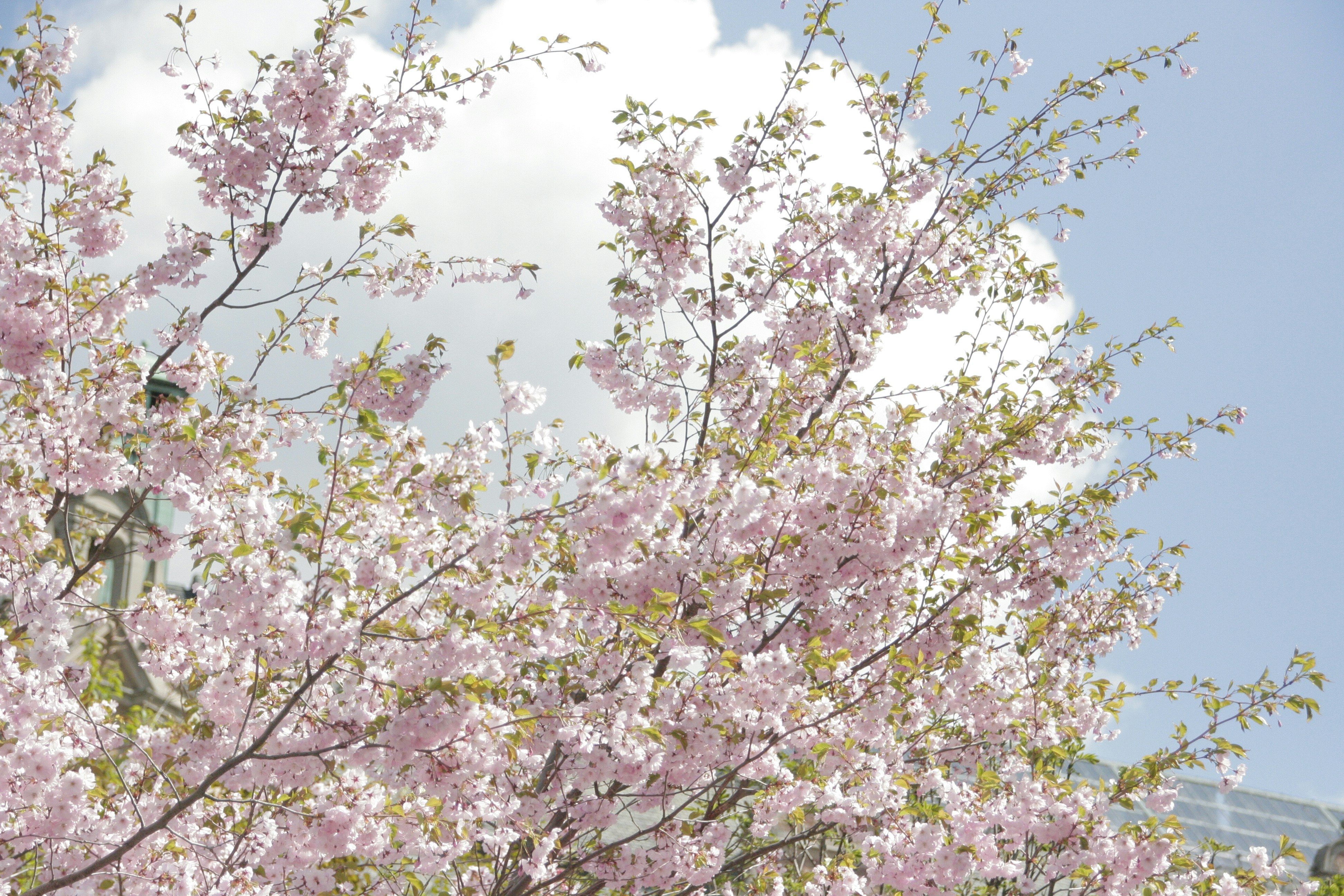 Blushing Blooms Against a Clear Sky