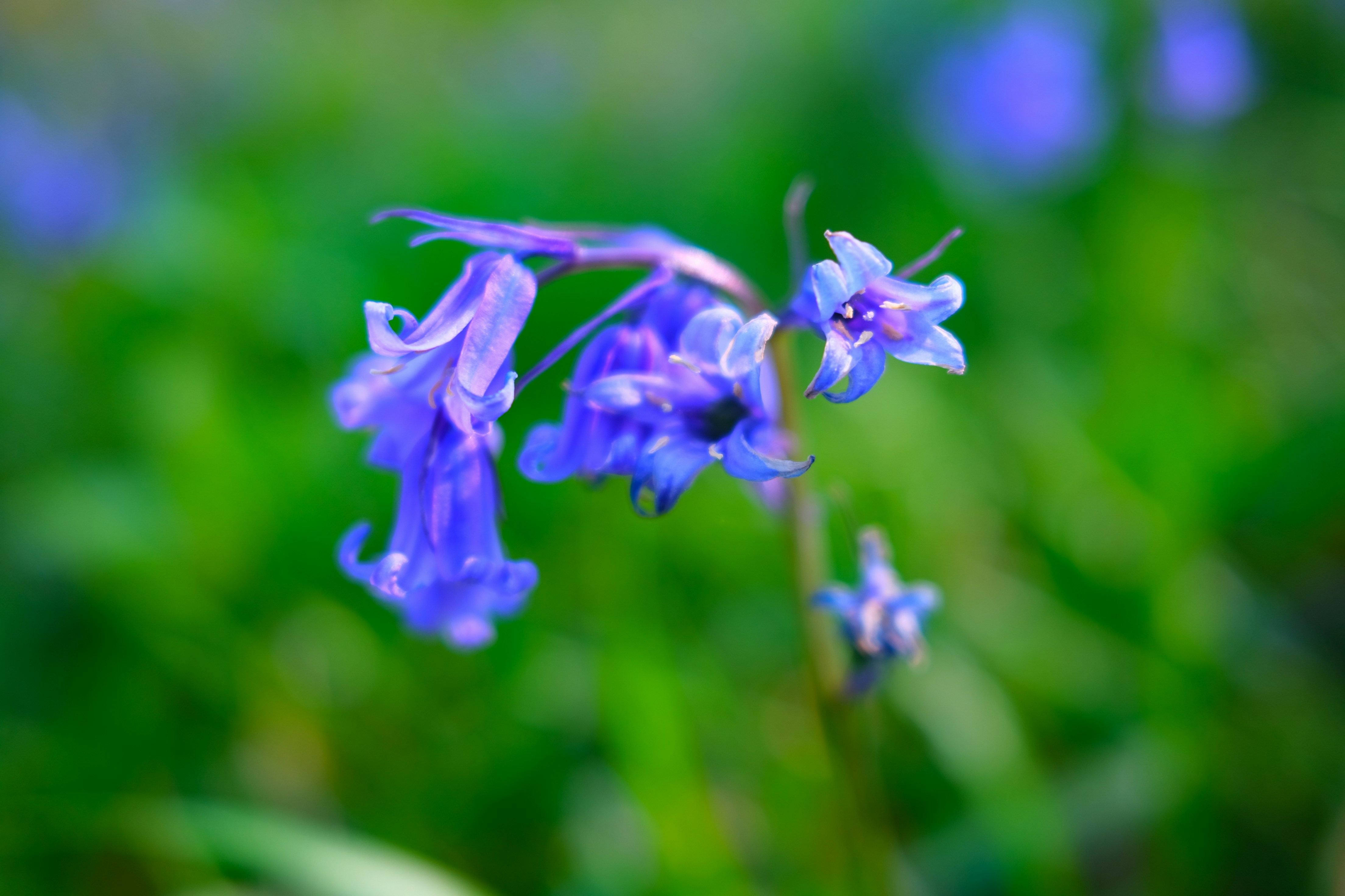 Azure Bellflower in a Quiet Meadow