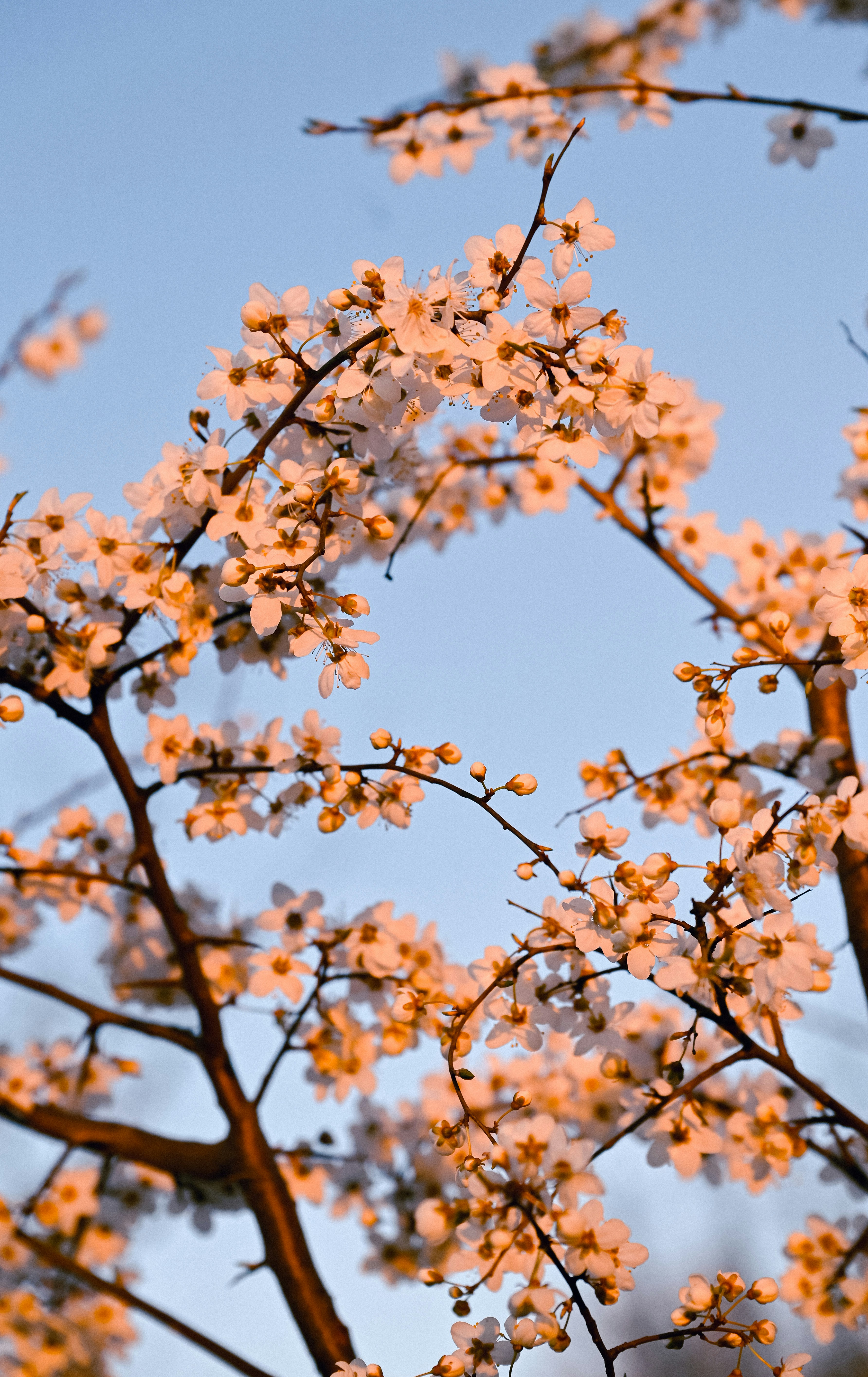 Blossoms in Warm Light: Branches Against a Clear Evening Sky