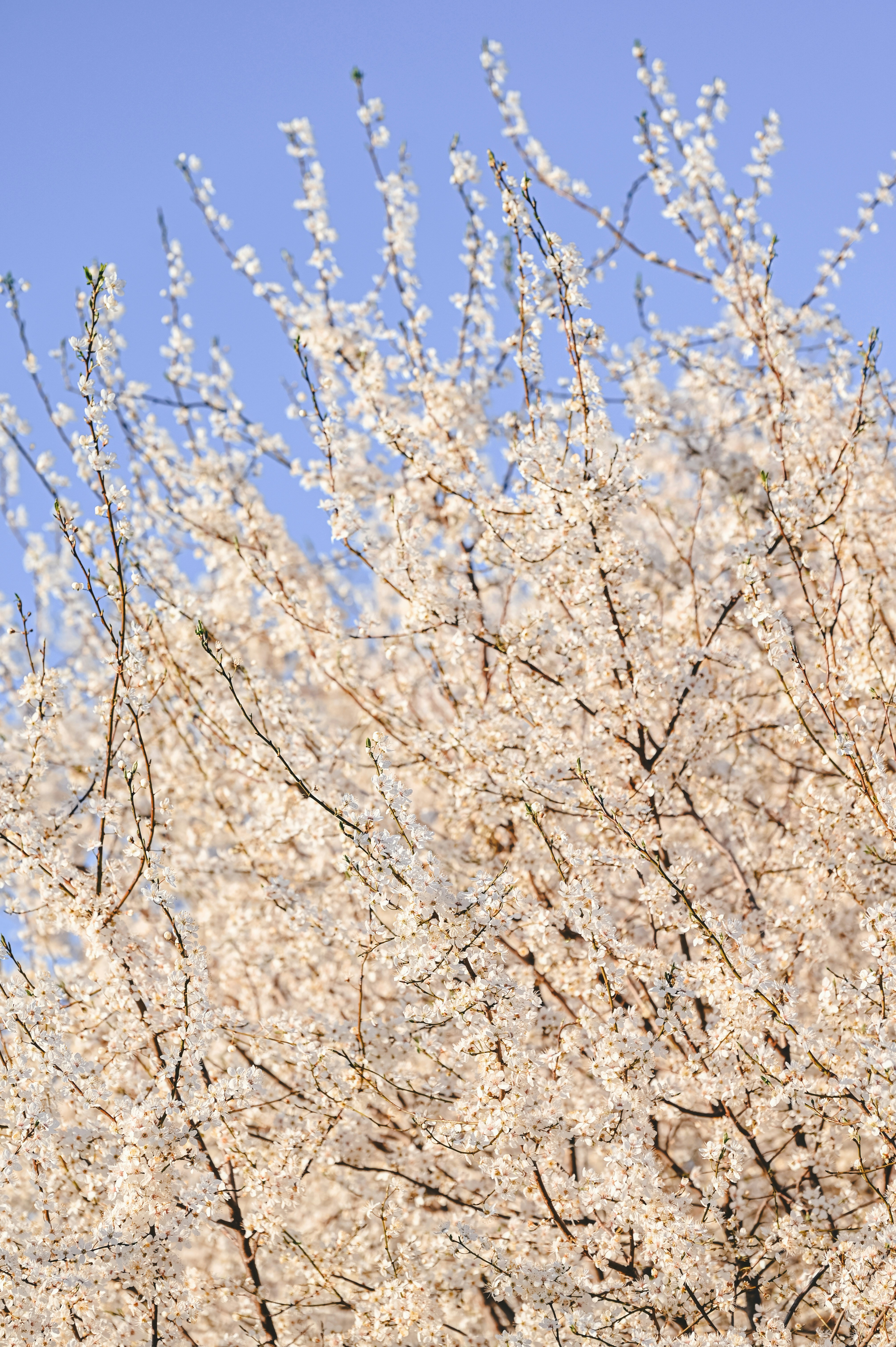 Blossoms in Bright Blue: A Fragrant Winter-Light Moment