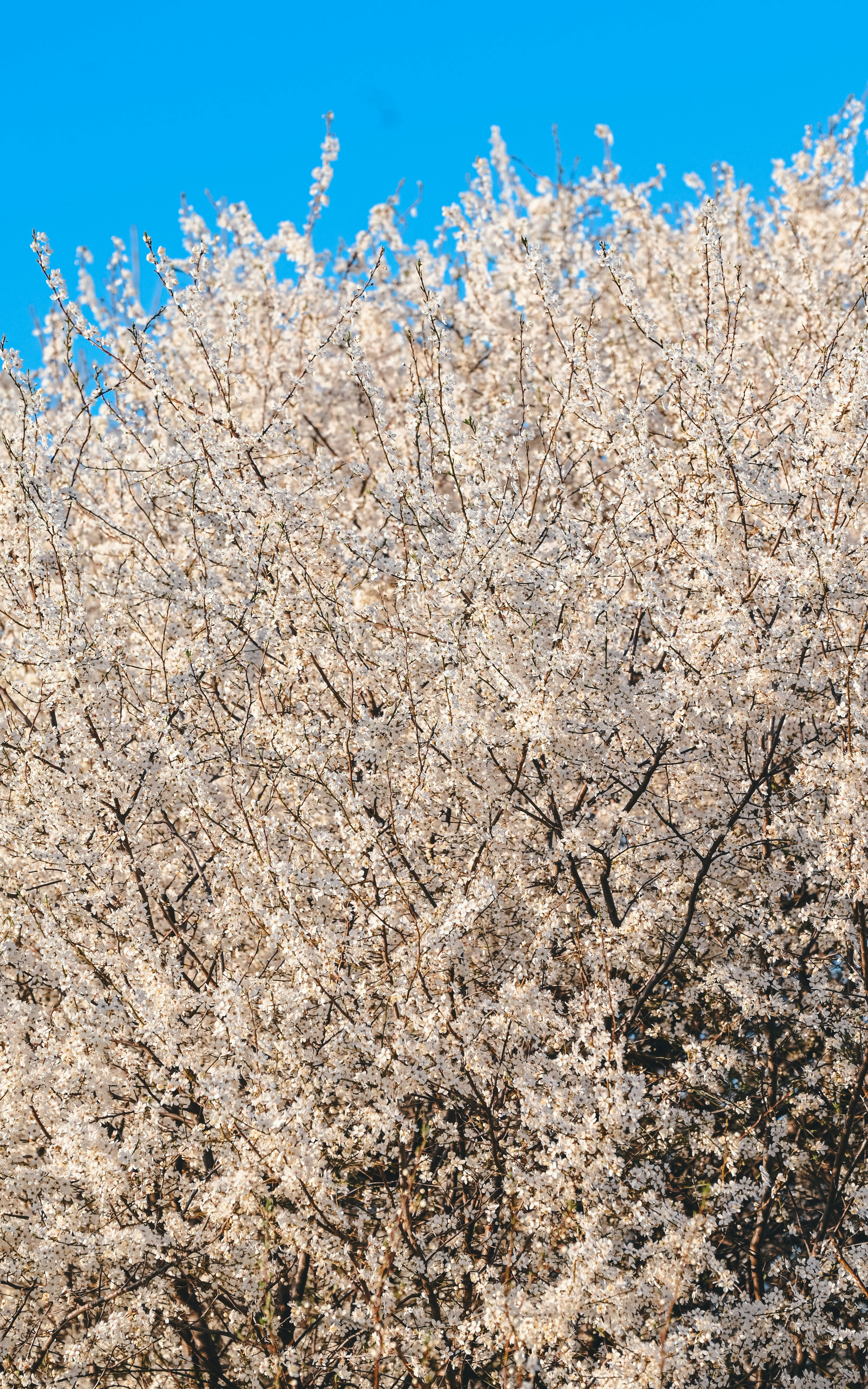 Blossom Sea Against a Cerulean Sky