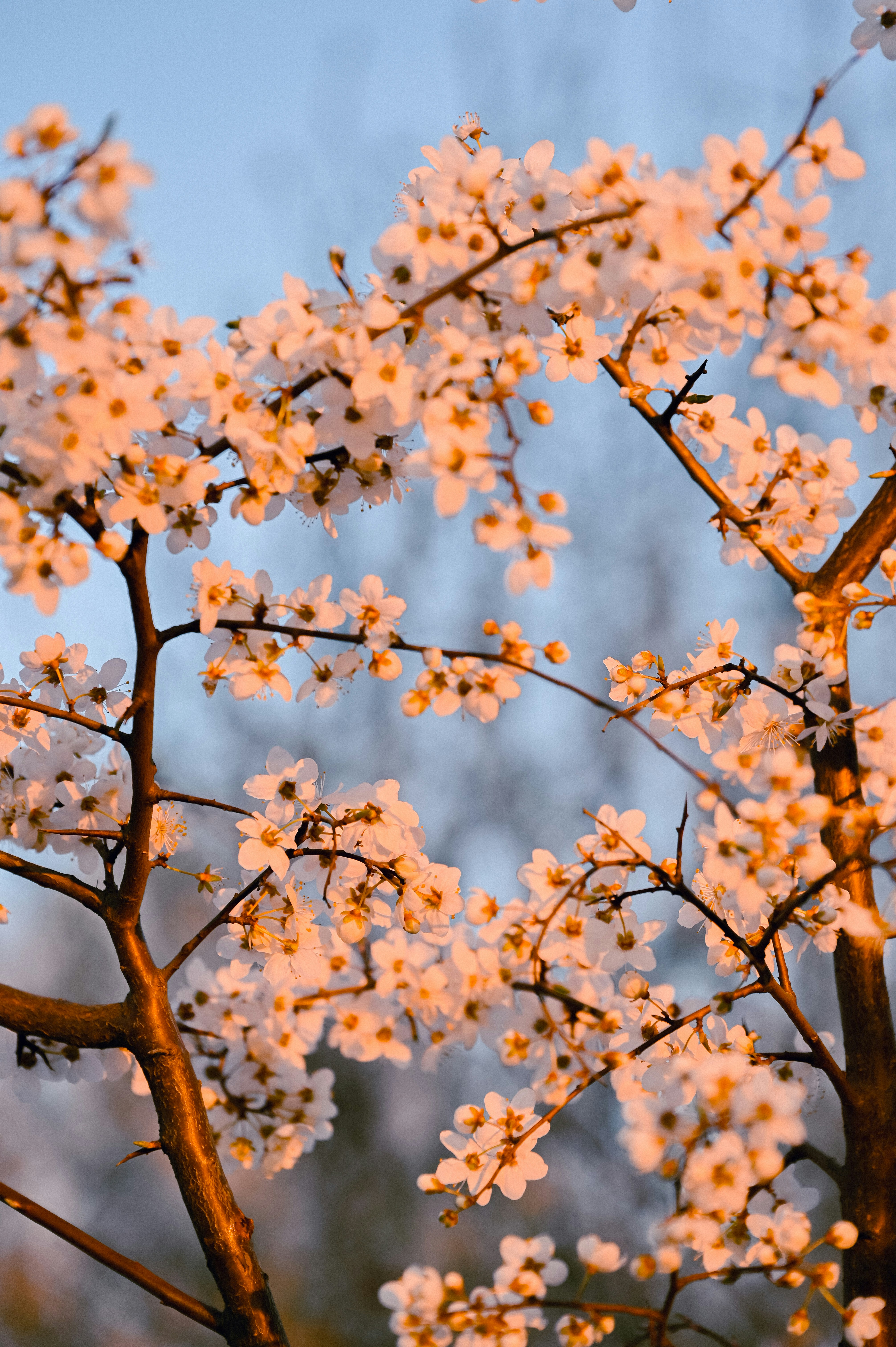 Spring Orchard in Soft Evening Light