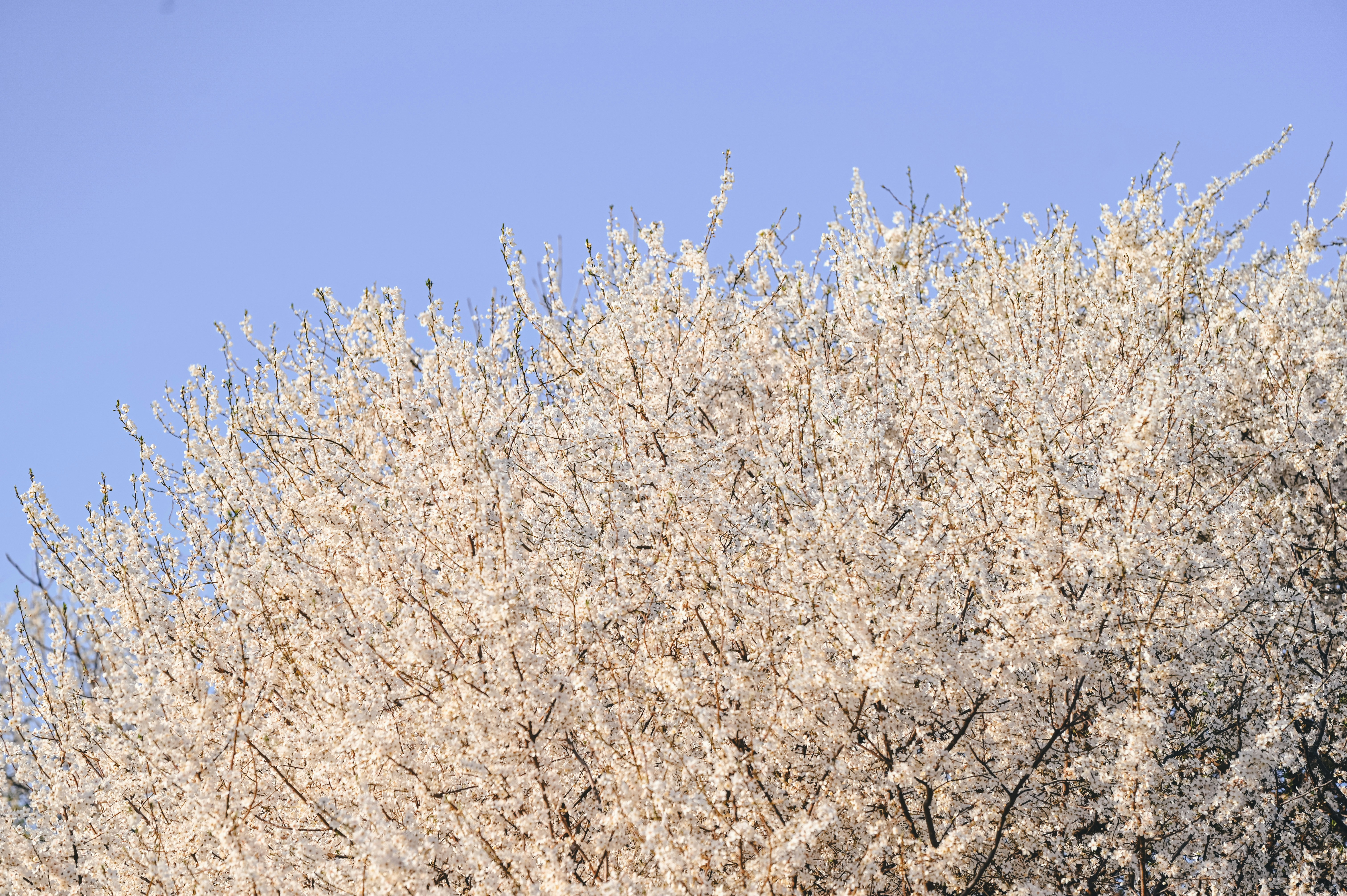 Blossom Crown Under a Clear Spring Sky